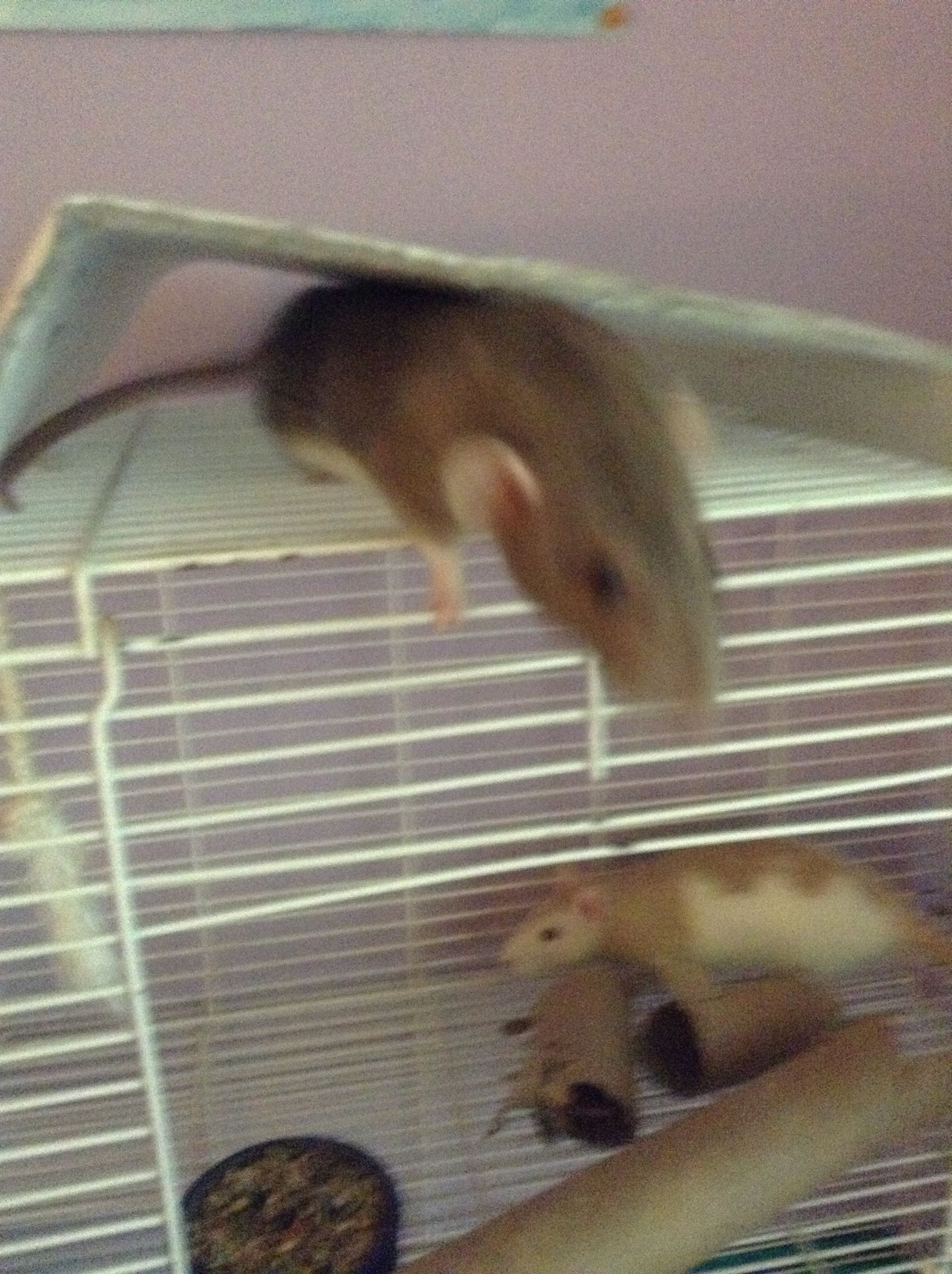How to Make a Cheap Pet Rat Hideout : 5 Steps - Instructables