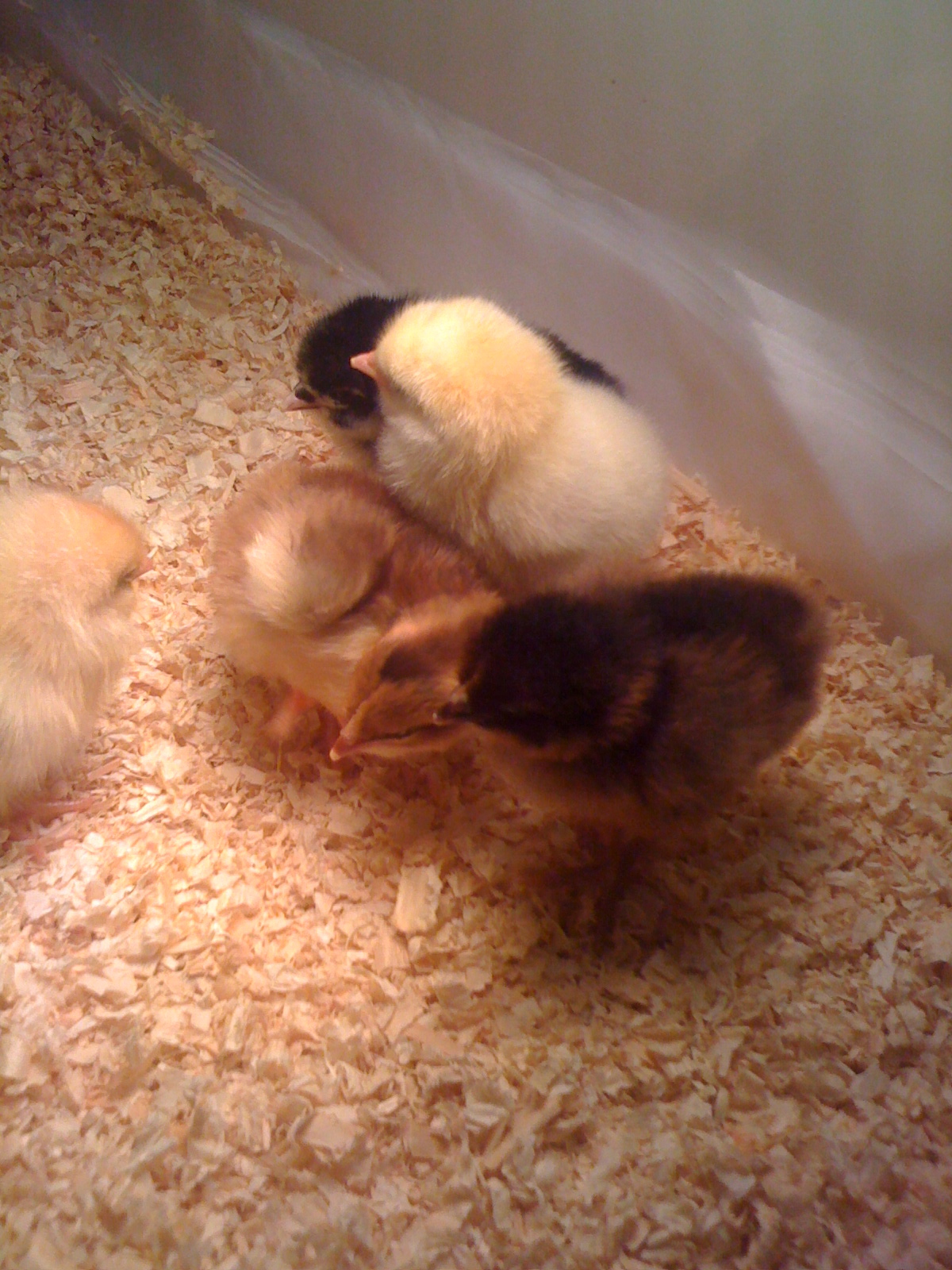 How to Care for Chicks (as Pets) : 6 Steps - Instructables