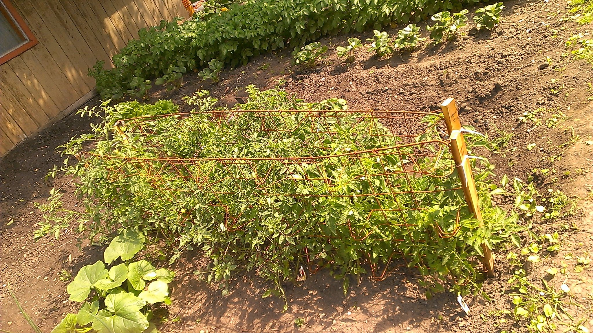 Box Spring Tomato Lattice - Instructables