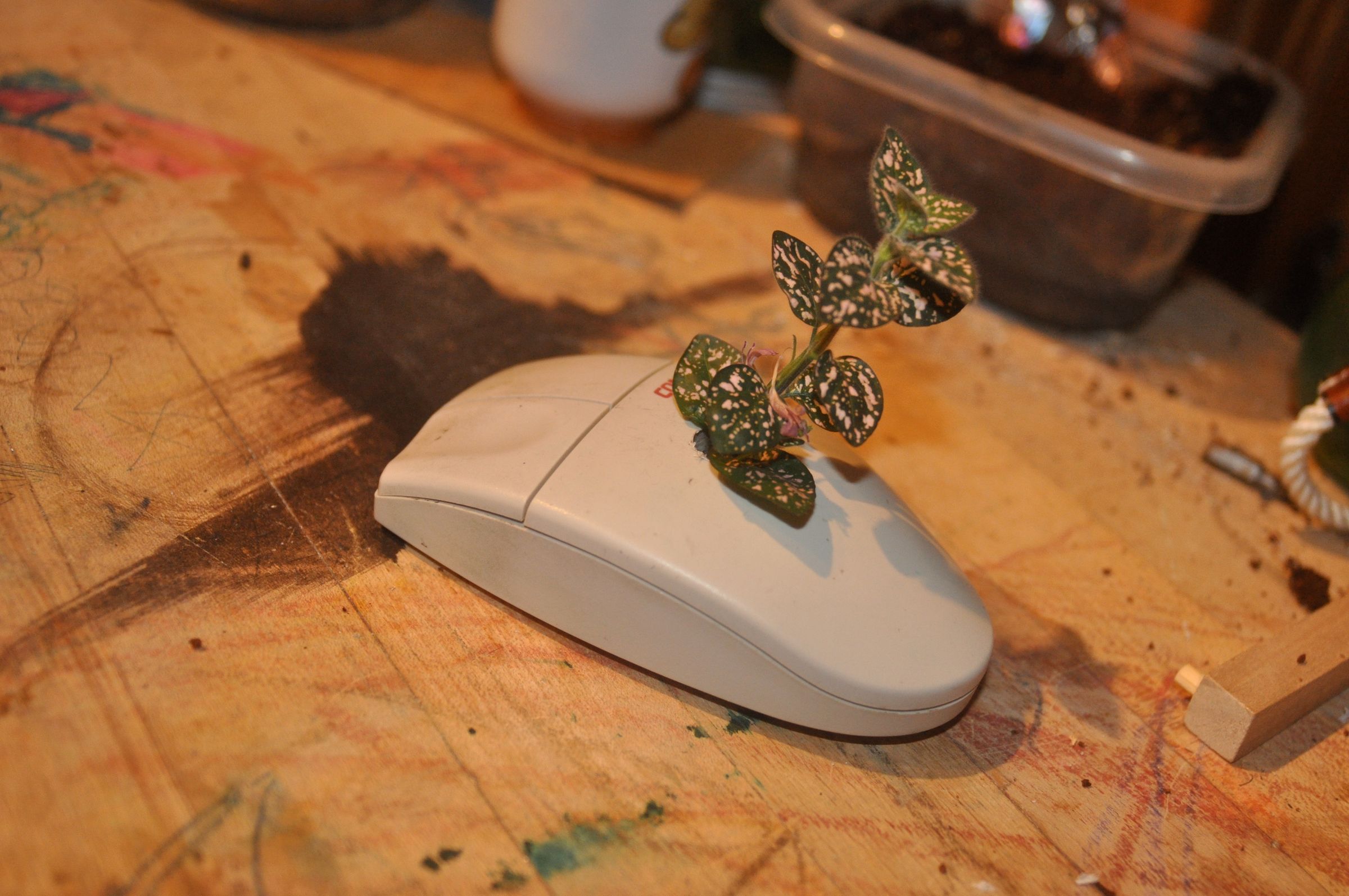 Mouse Planter : 6 Steps - Instructables