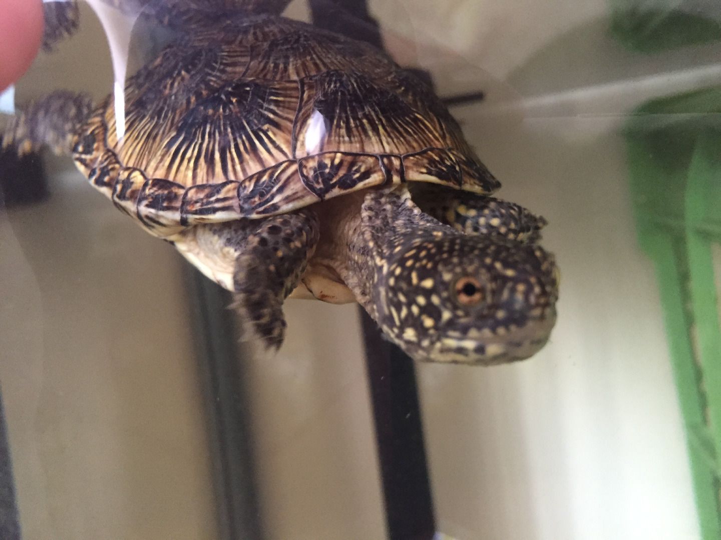 How to Keep Turtles : 8 Steps - Instructables