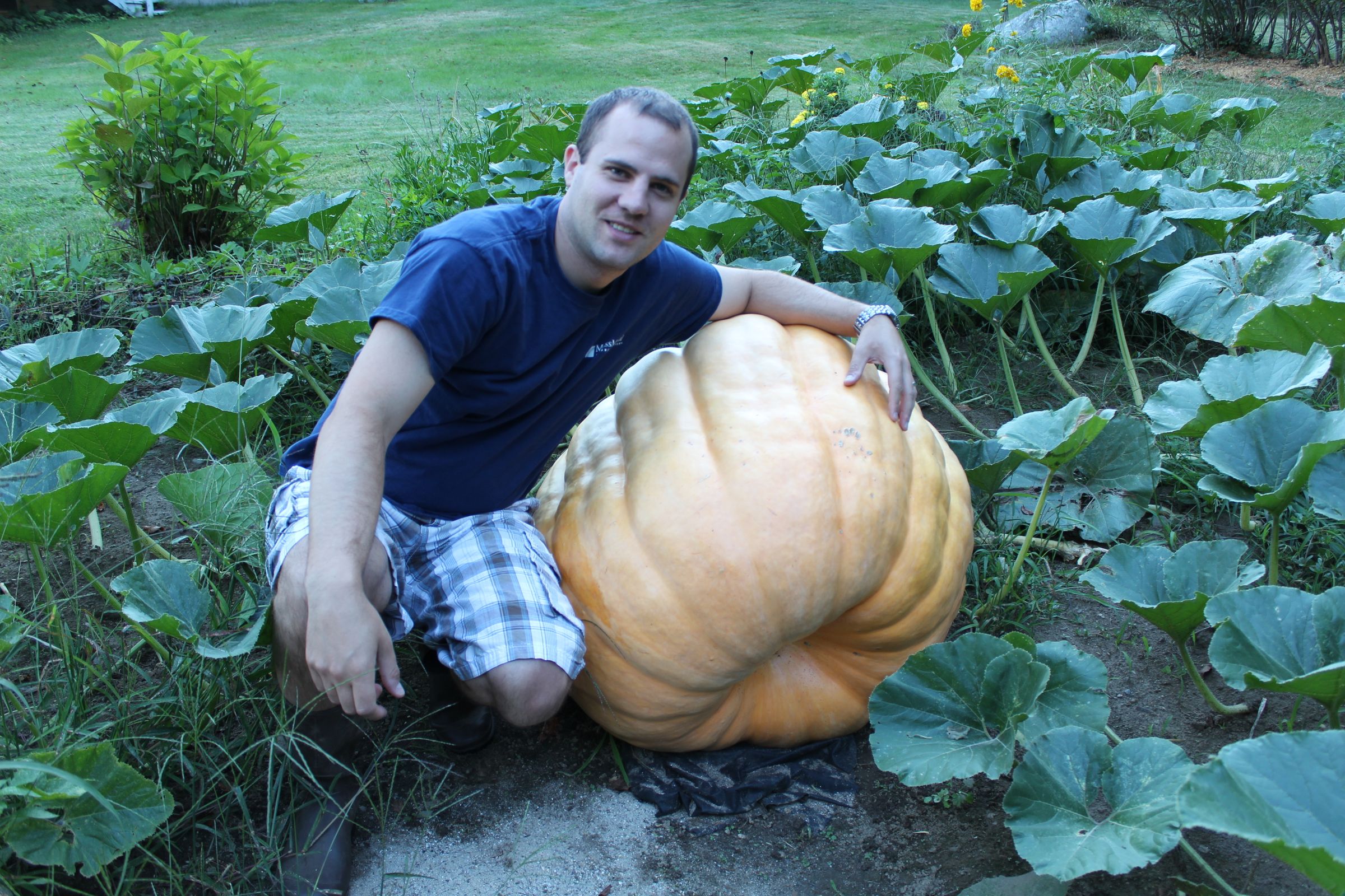 Giant Pumpkins Make Giant Jack O Lanterns : 9 Steps (with Pictures ...