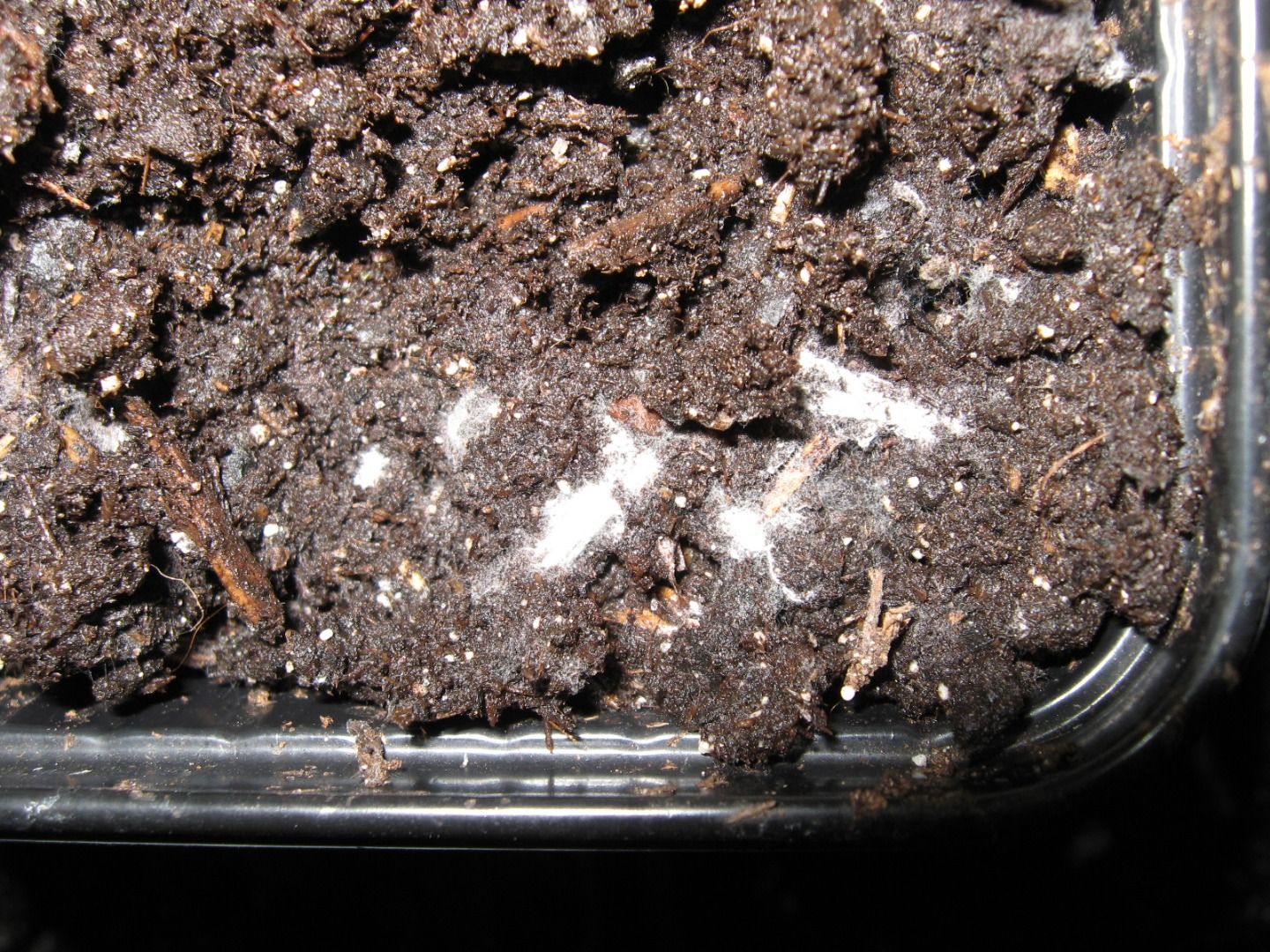 Grow Your Own Giant Sequoia Tree : 6 Steps (with Pictures) - Instructables