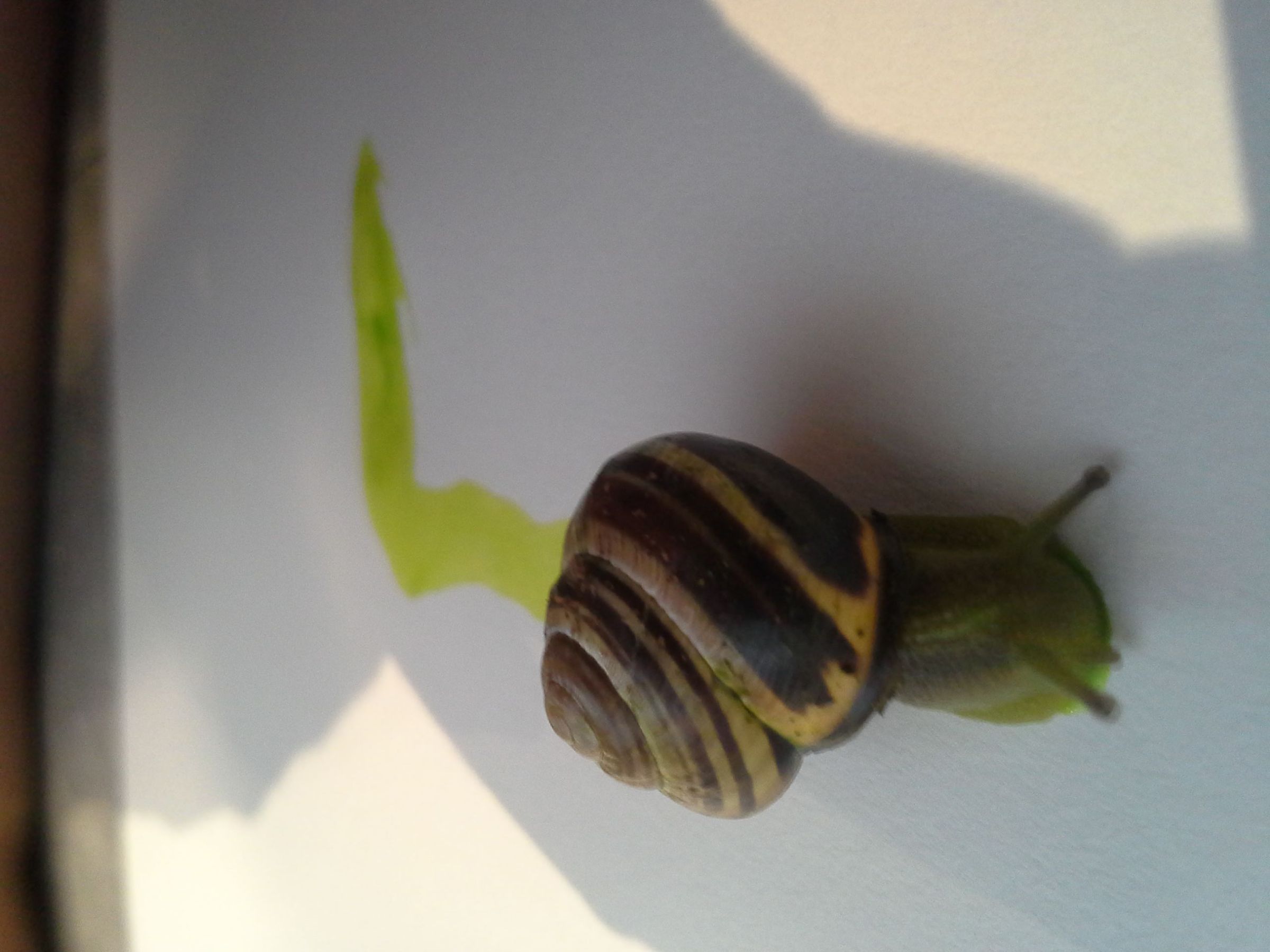Snail Art: Making Art With Snails : 8 Steps (with Pictures) - Instructables