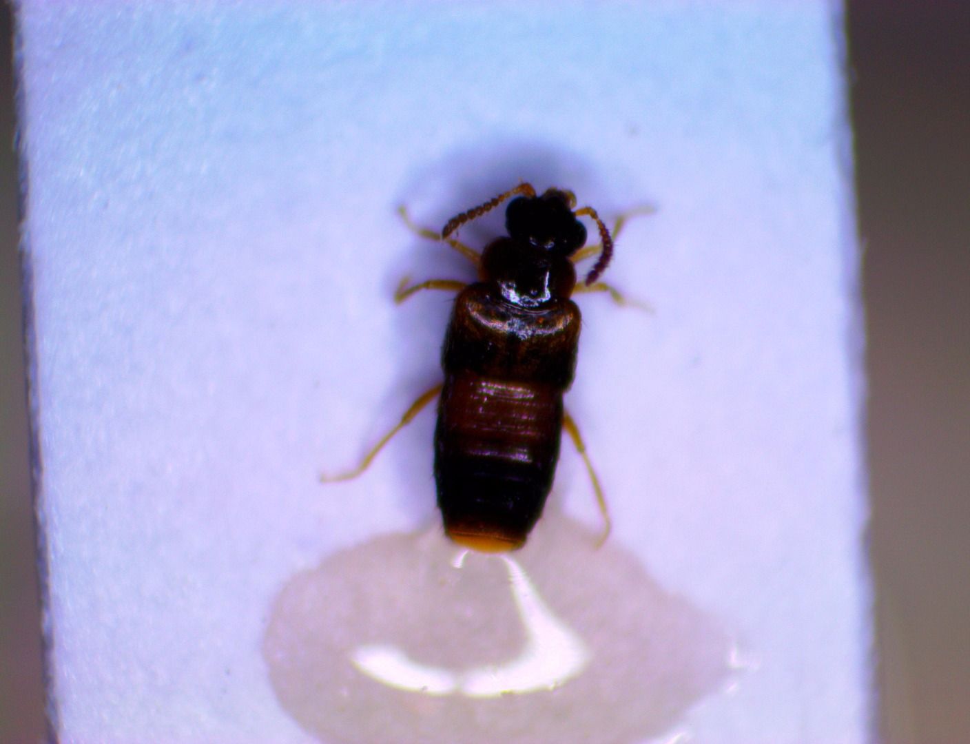 Beetle Dissection and Mounting : 8 Steps (with Pictures) - Instructables