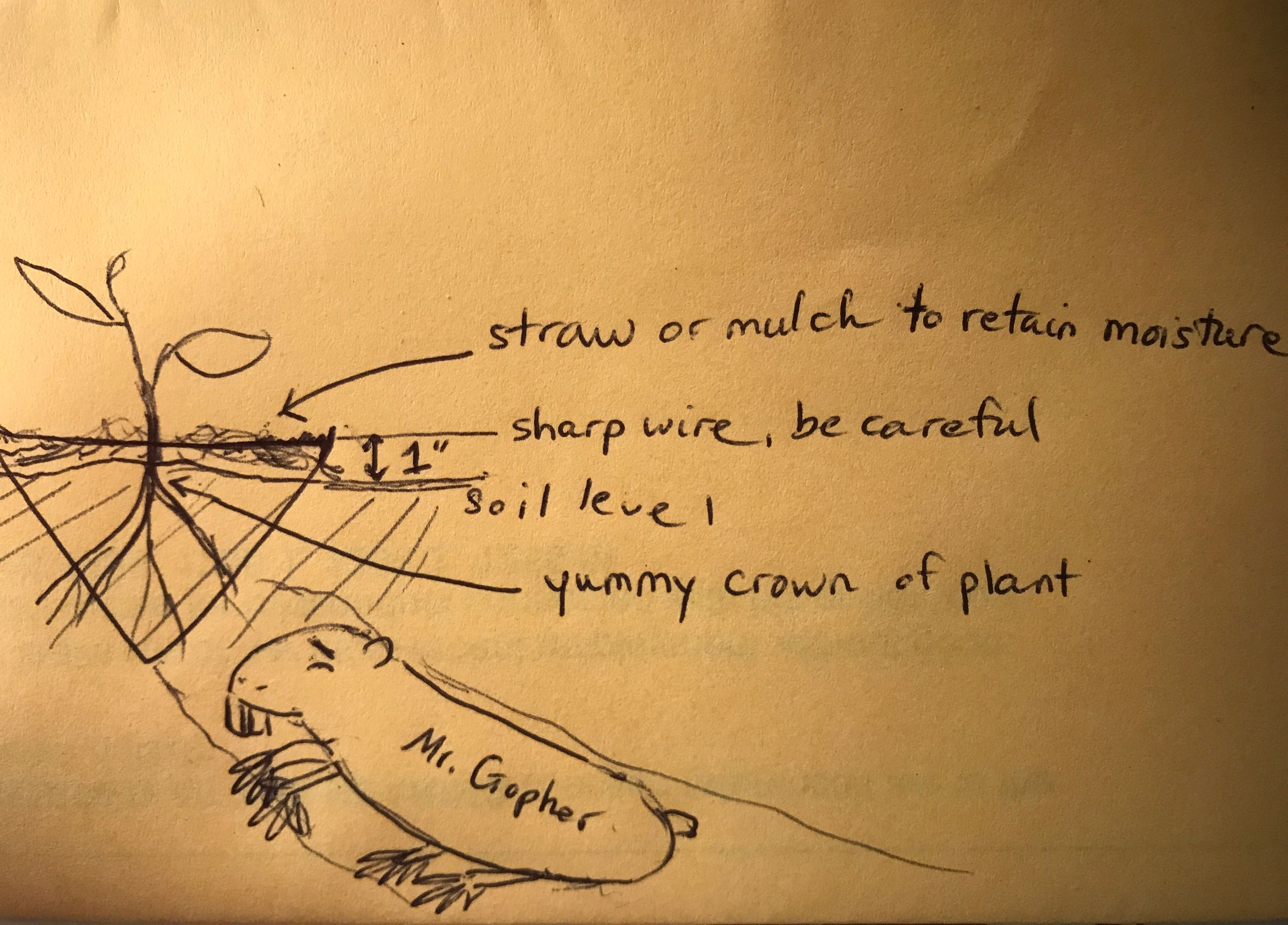 Easy and Cheap Gopher Cage : 5 Steps (with Pictures) - Instructables