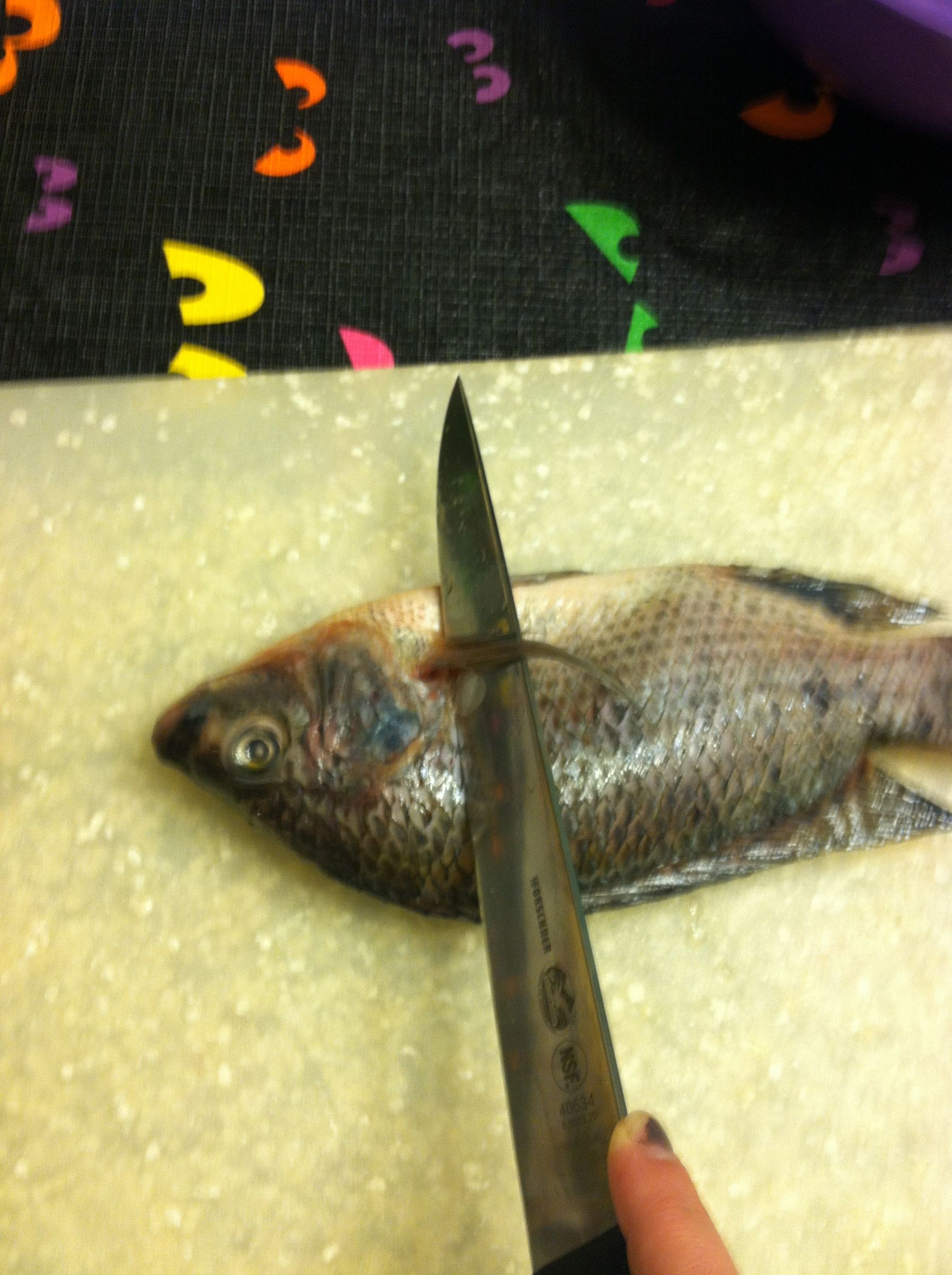 How to Clean a Fish : 6 Steps (with Pictures) - Instructables