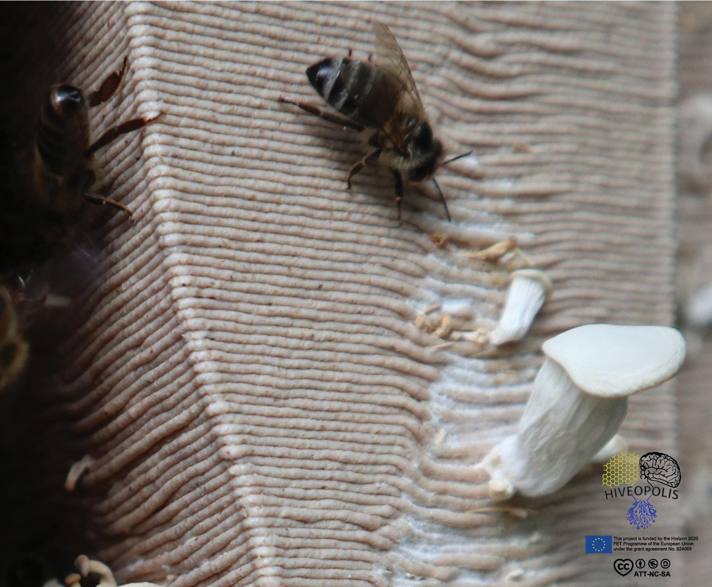 3D Printed and Mycelium Grown Beehives : 9 Steps (with Pictures ...