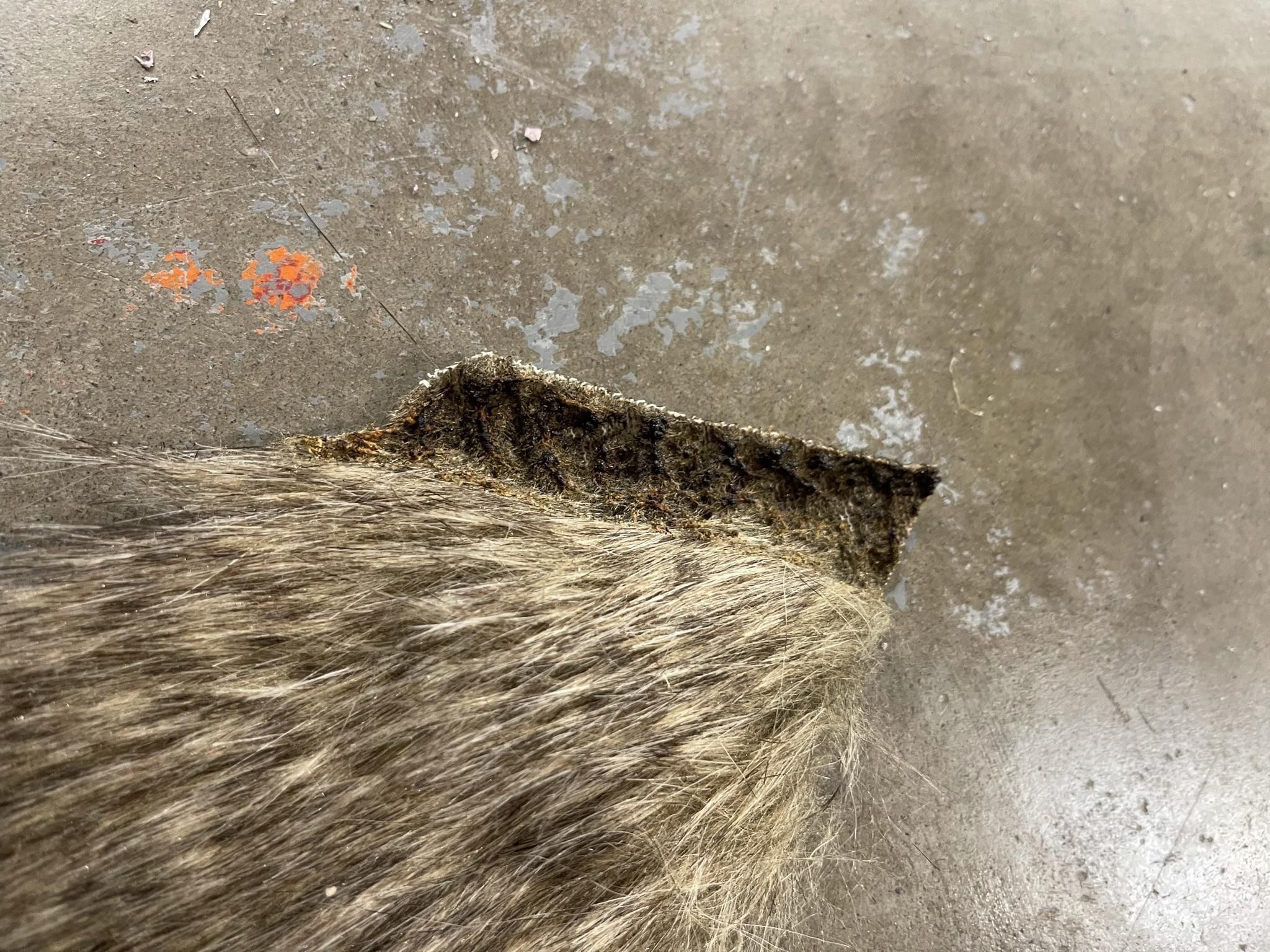 Centaur Costume With Walking Legs and Cooler From Unicorn City and ...