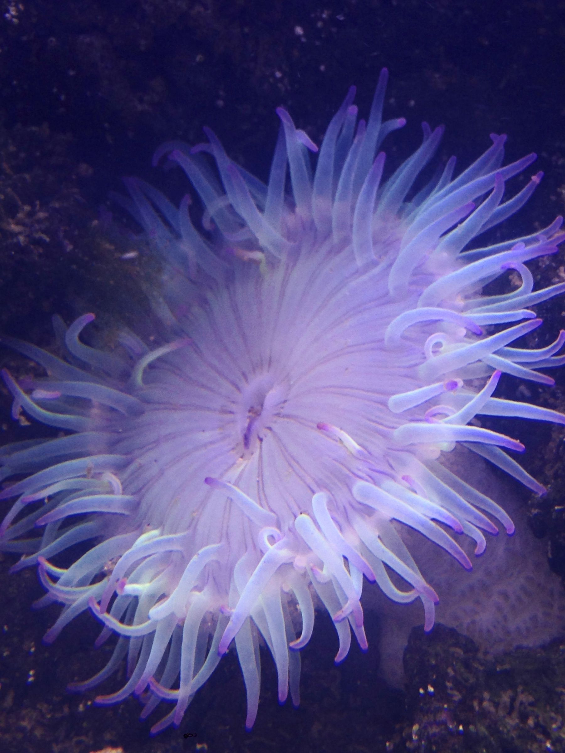 Bubble Tip Anemone Care : 10 Steps (with Pictures) - Instructables