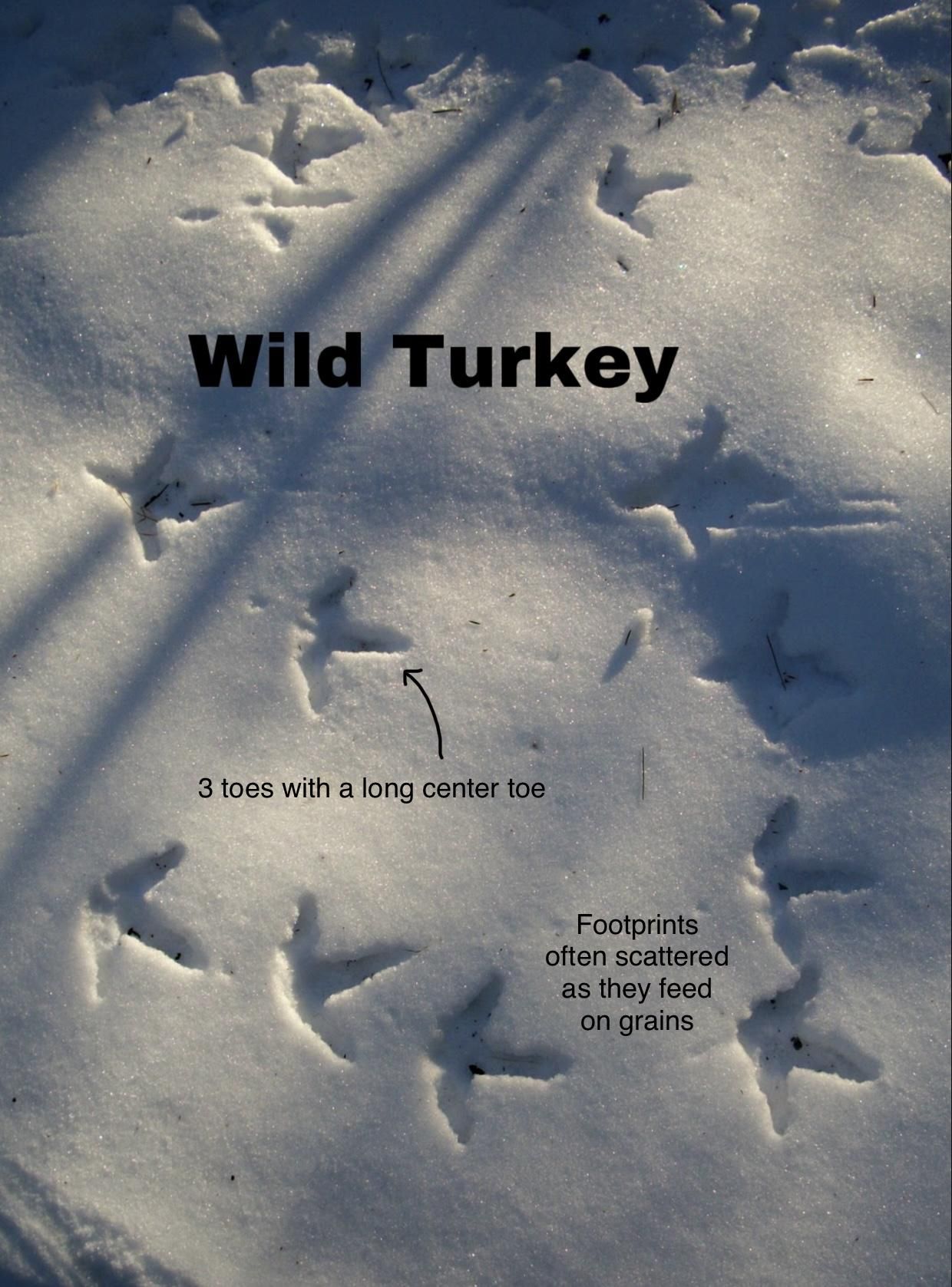 Identifying Wildlife Tracks : 4 Steps - Instructables