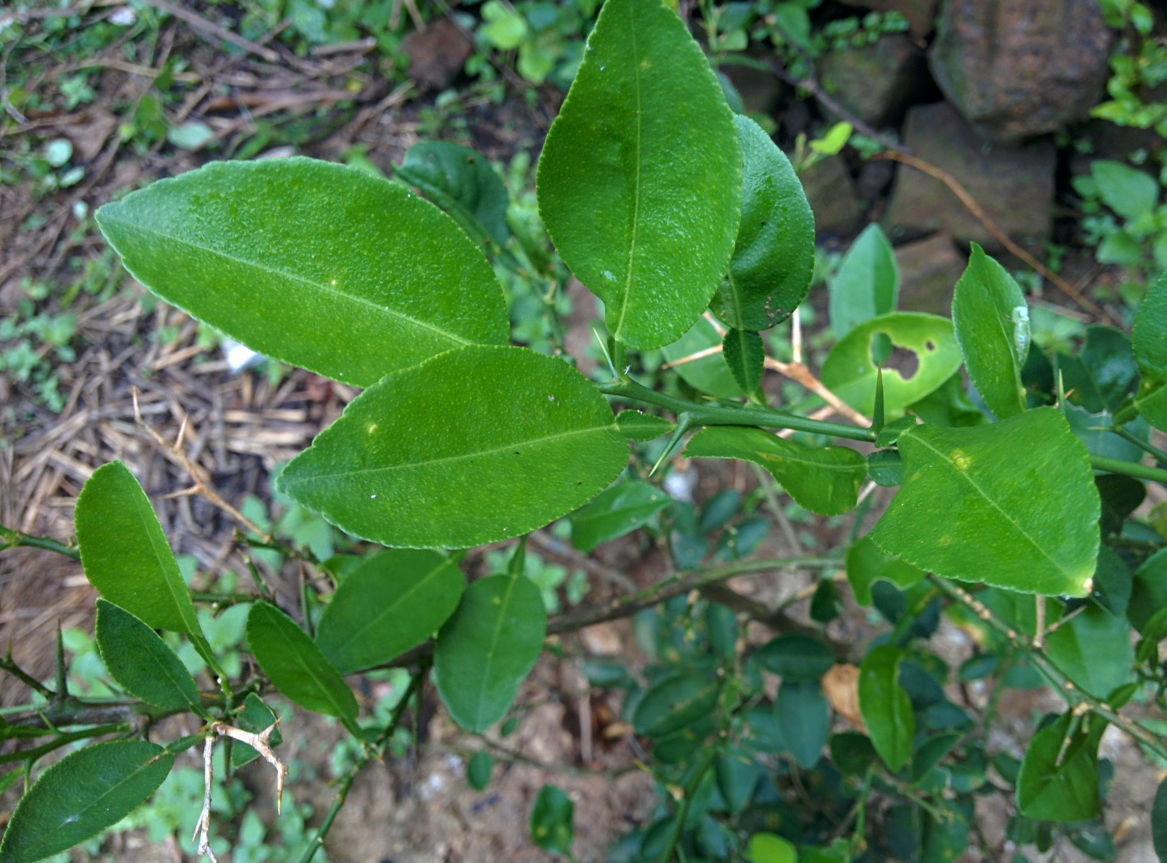 COLLECTING AYURVEDIC PLANTS : 18 Steps - Instructables