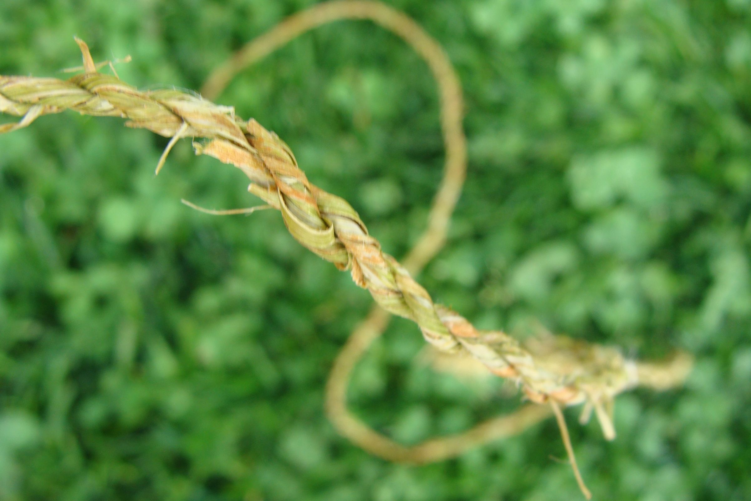 Natural Cordage : 7 Steps (with Pictures) - Instructables