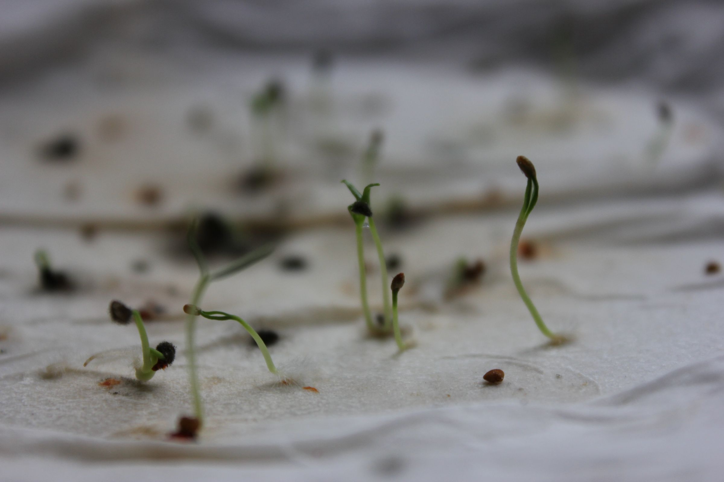 Car Greenhouse - Growing Food, Extending the Season and Succeeding With ...