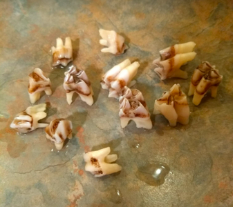 Bleaching/Whitening Deer Bones and Teeth : 5 Steps - Instructables