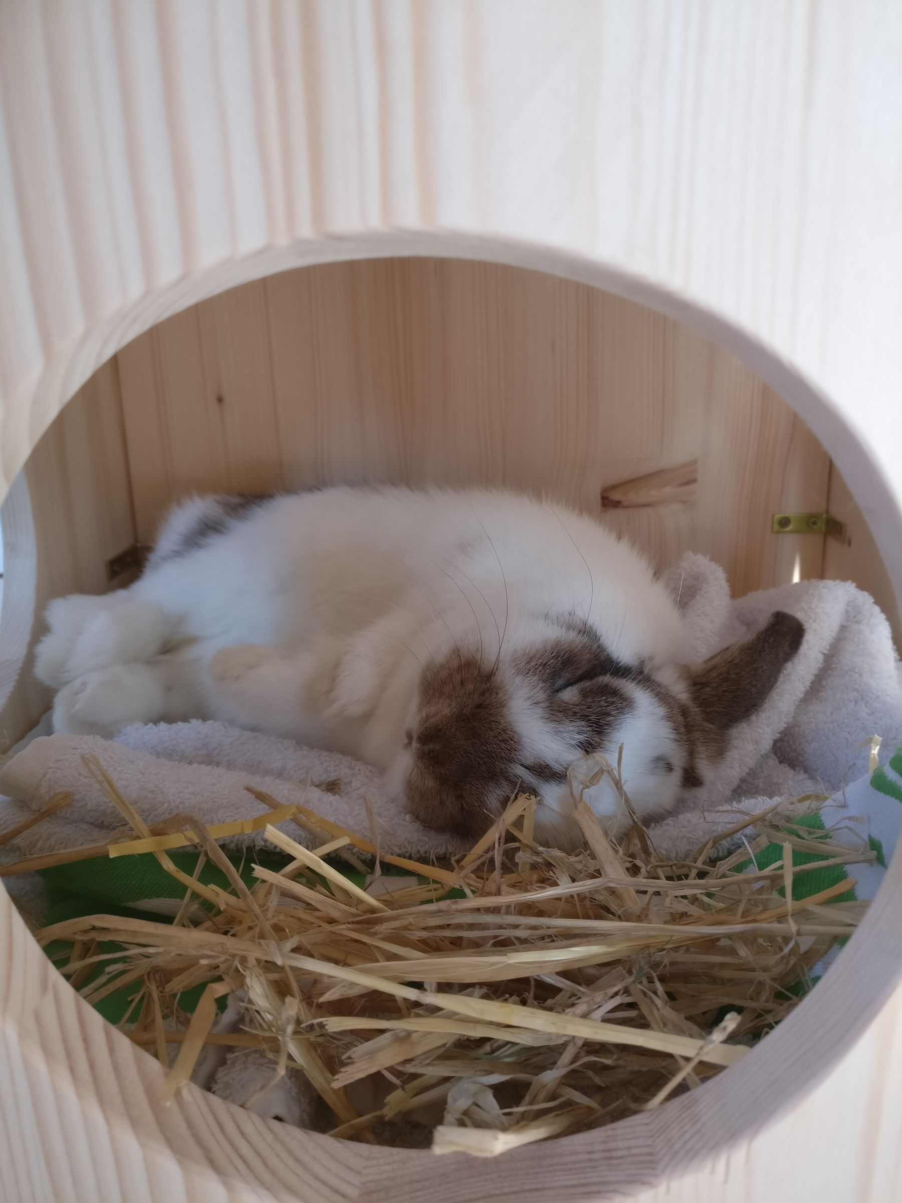 Bunny Tower : 8 Steps (with Pictures) - Instructables