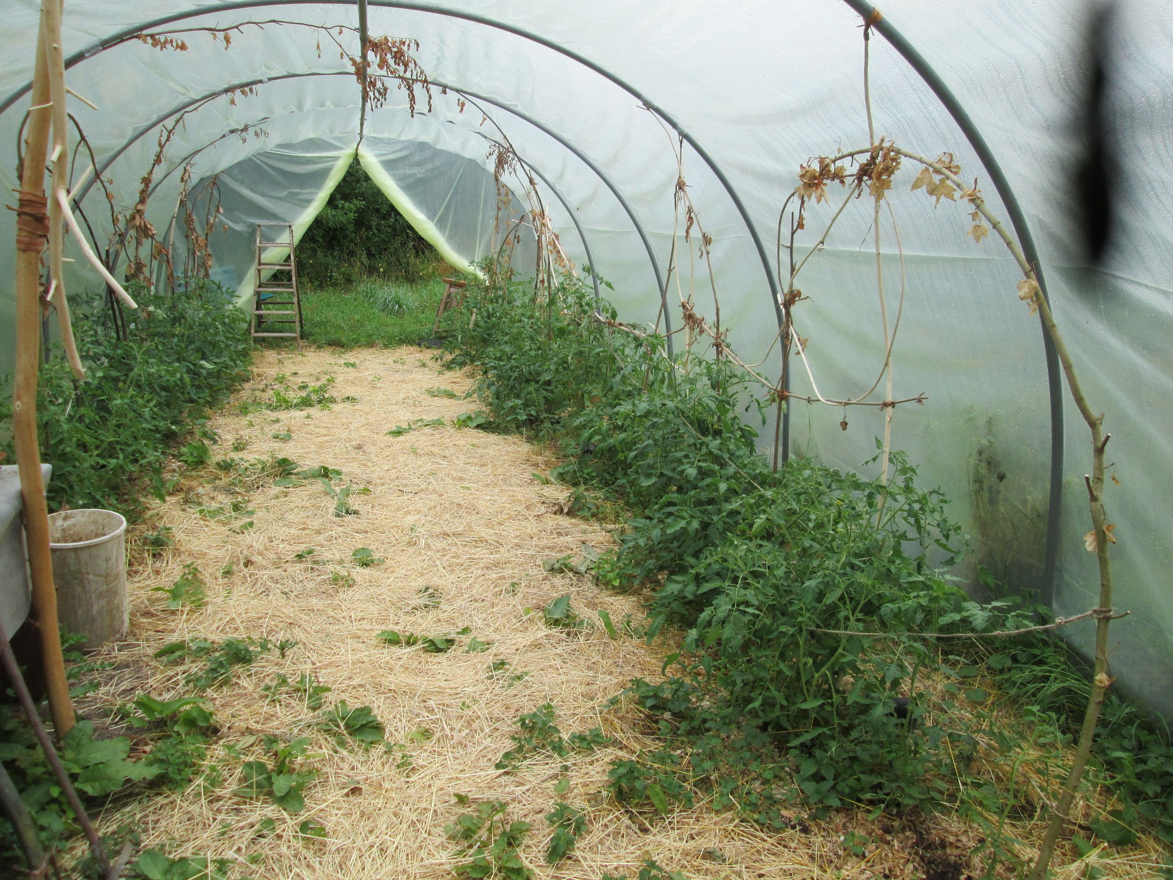 The Corona Diaries - Getting Started With Permaculture Gardening : 17 ...