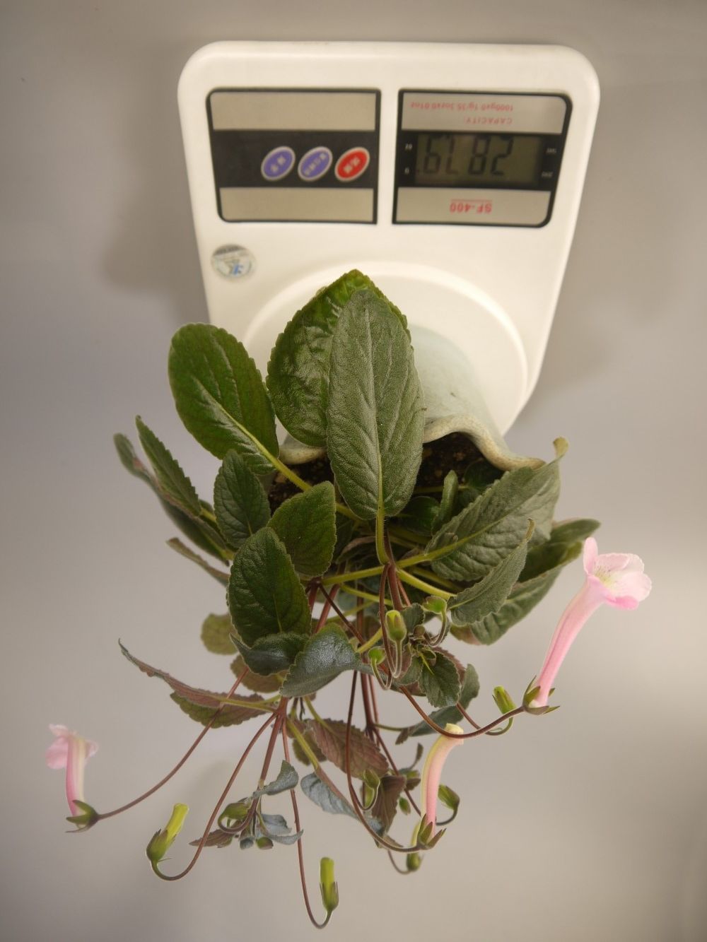 IOT Flower Pot Weighing Scale : 7 Steps - Instructables