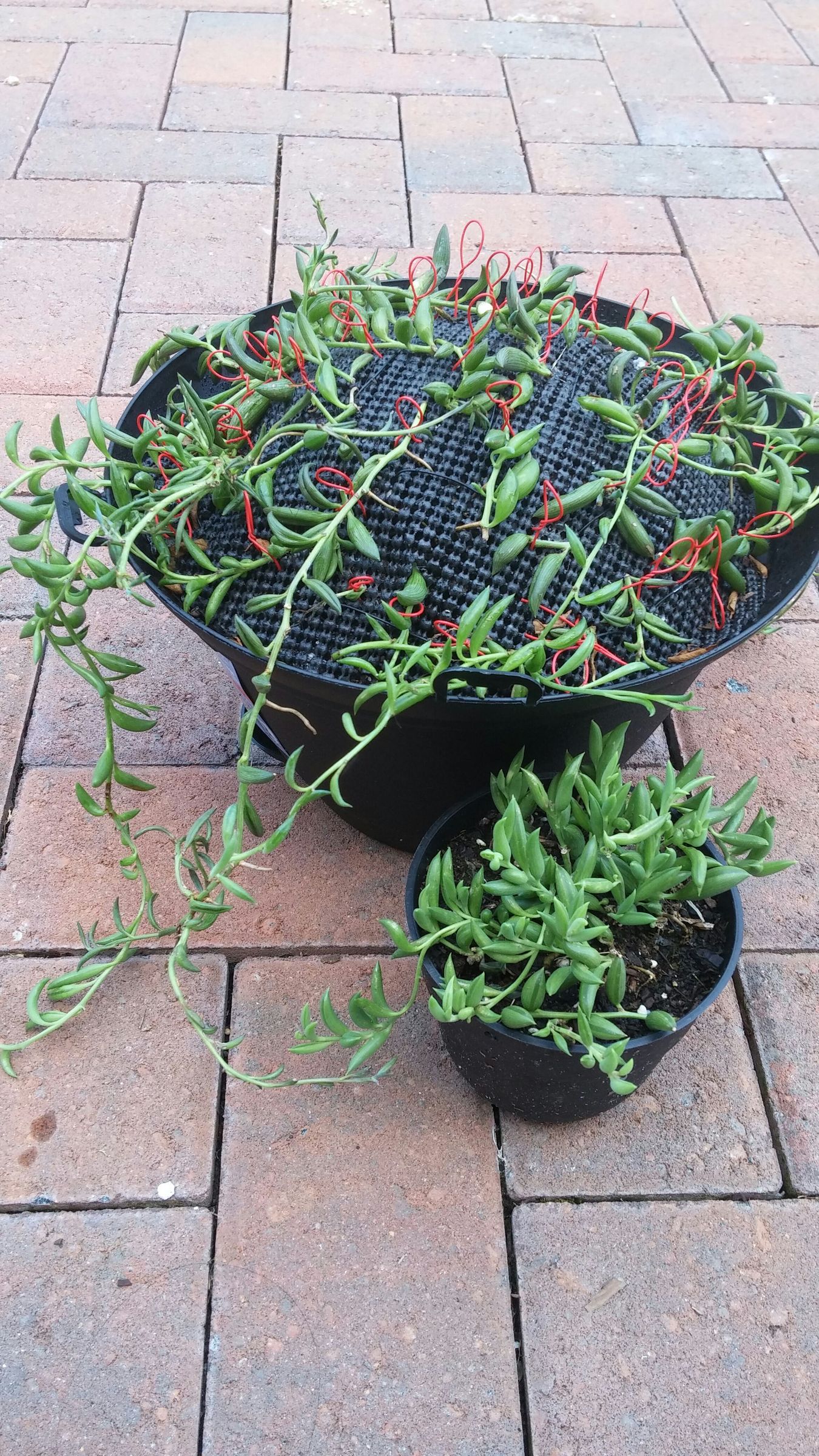 Rooting/Propagating Sprawl-y Plants : 8 Steps (with Pictures ...