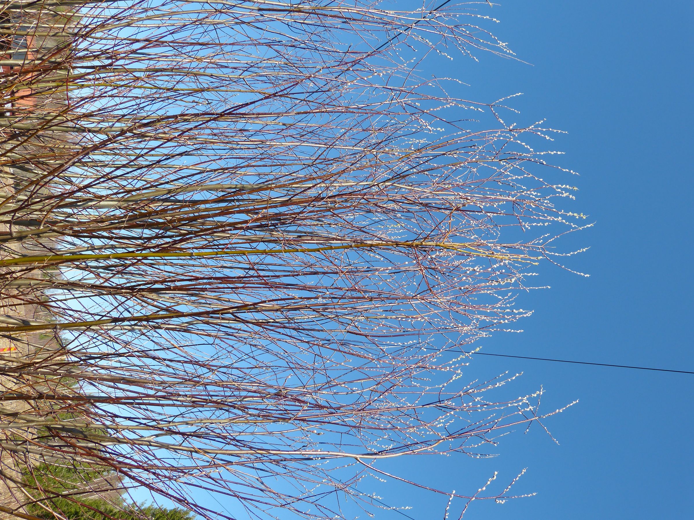 Living Willow Columns / Sculptures : 8 Steps (with Pictures ...