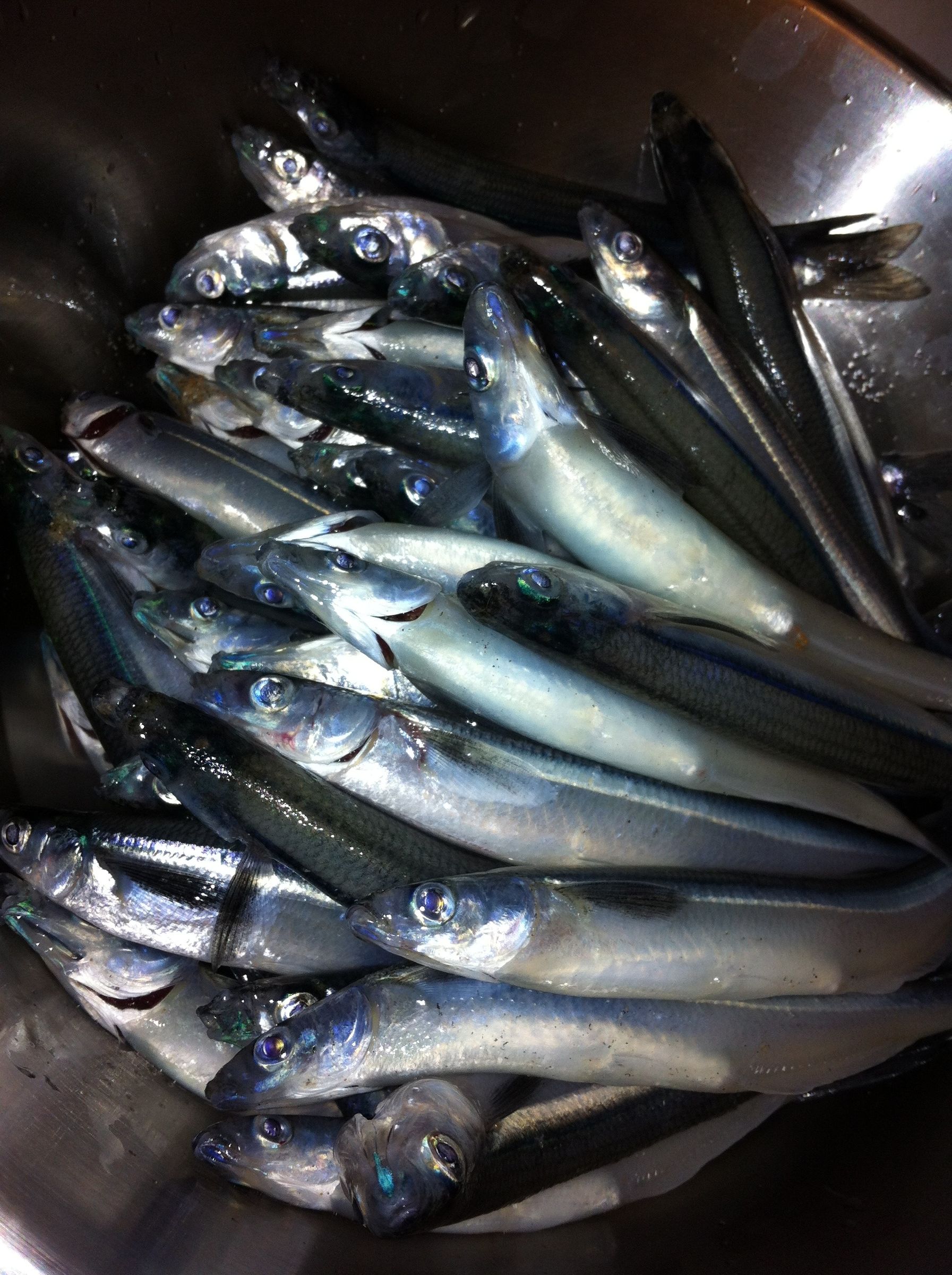 How to Cook Grunion : 6 Steps - Instructables