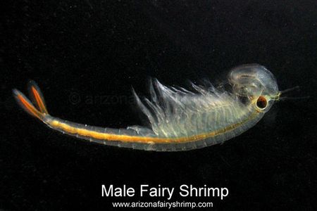 Female Sea Monkeys