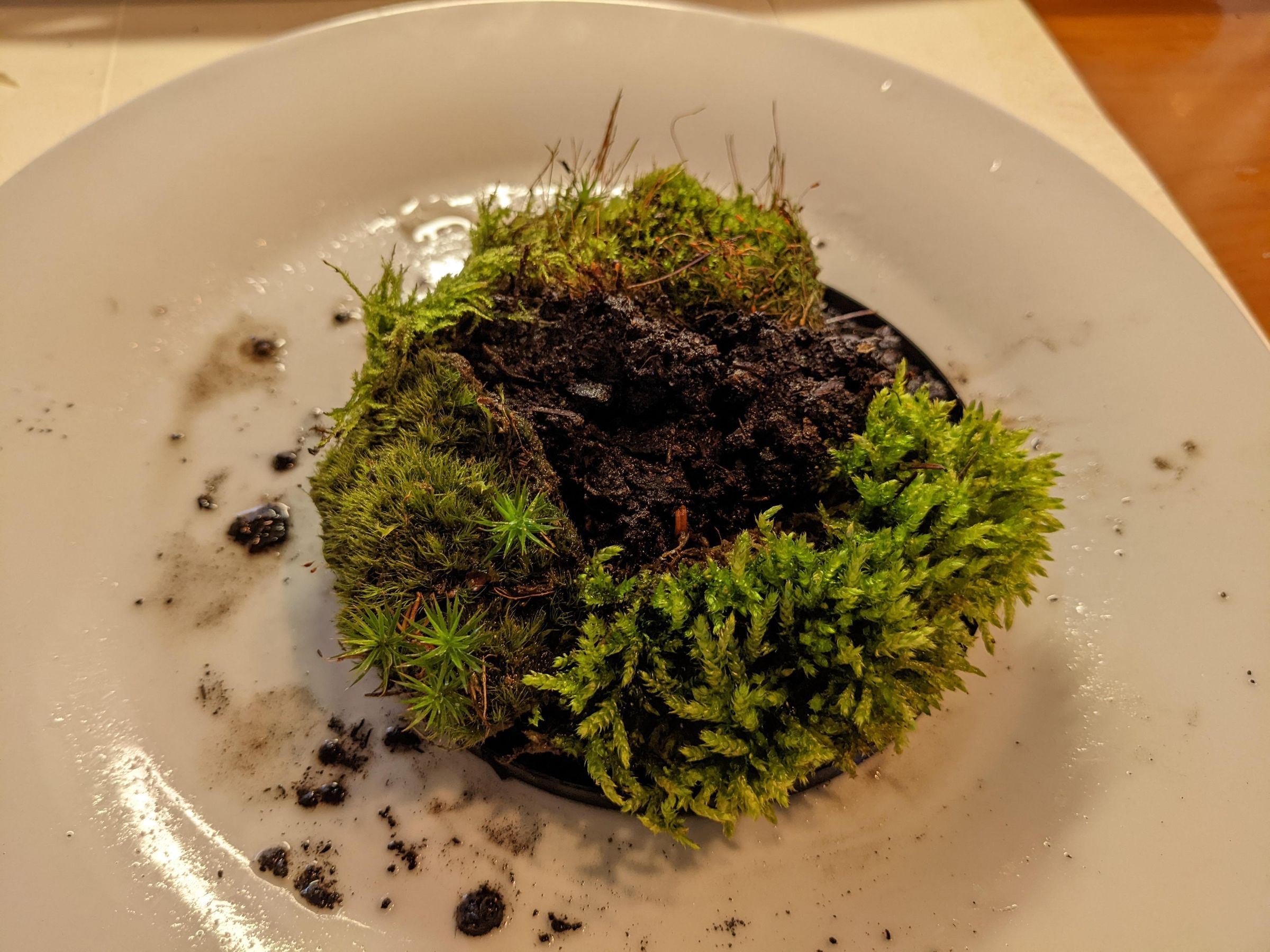 The Legend of Zelda - Moss Terrarium Using IKEA Glass Dome : 16 Steps ...