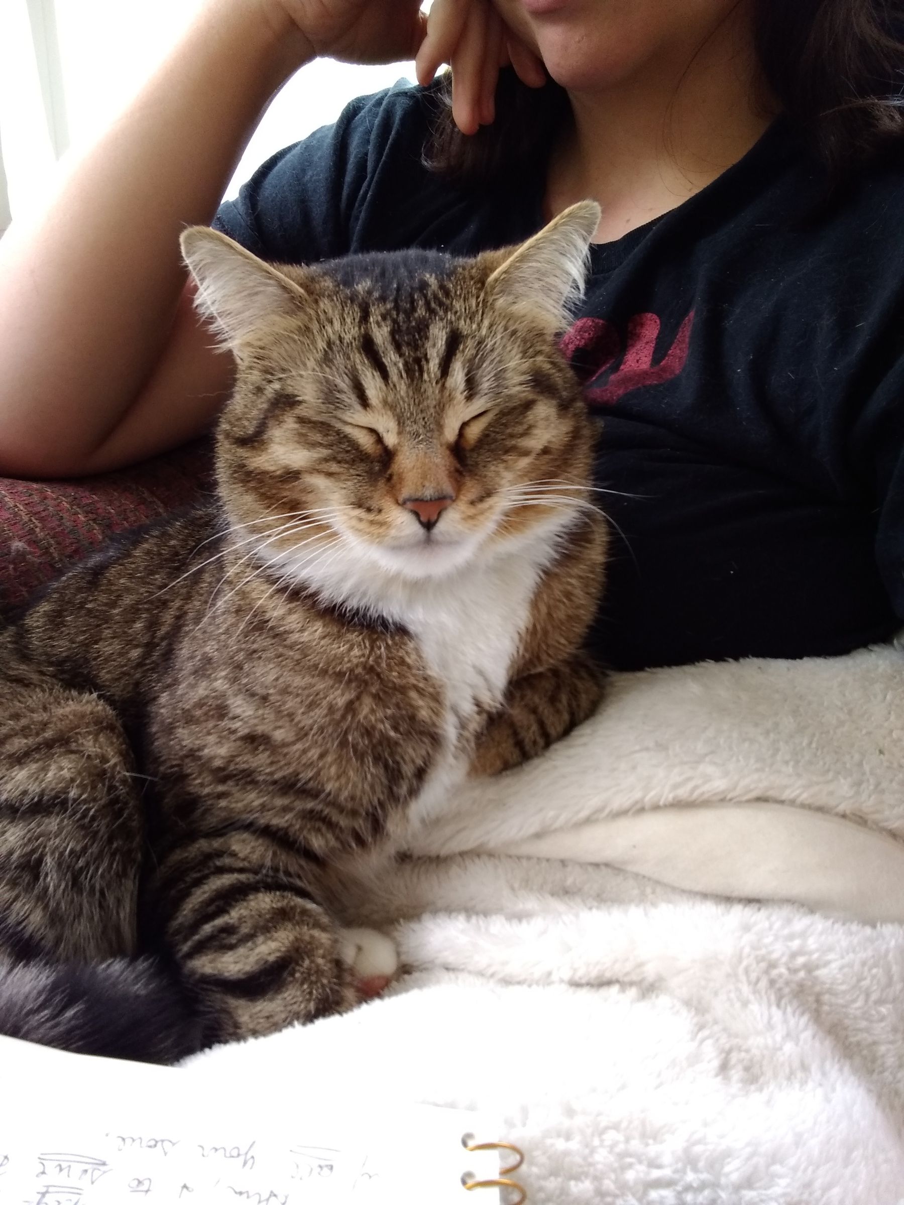 How To: Lull Your Cat to Sleep : 14 Steps (with Pictures) - Instructables