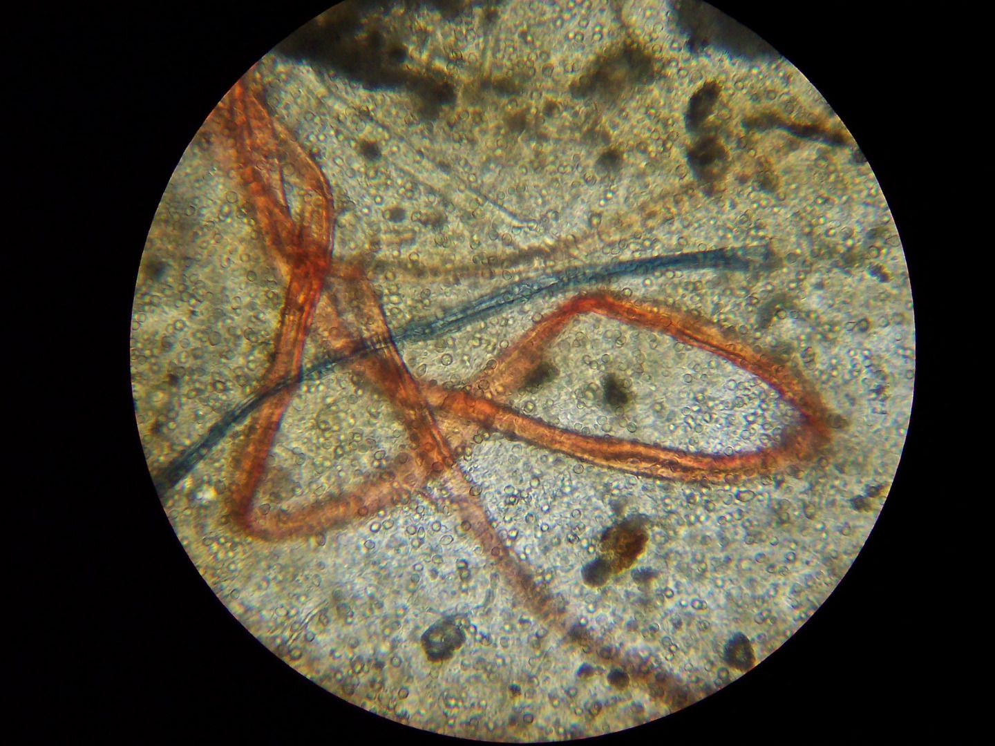 Take Micro-Photographs With an Old Student Microscope : 7 Steps (with ...