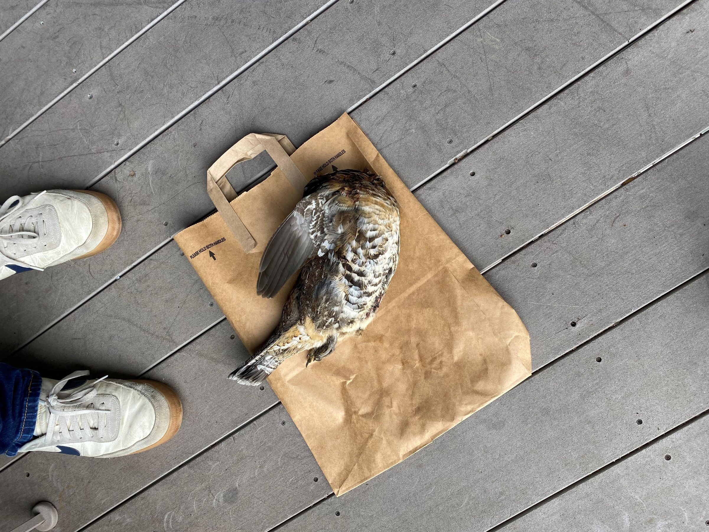 How to Prepare Wild Grouse : 13 Steps - Instructables