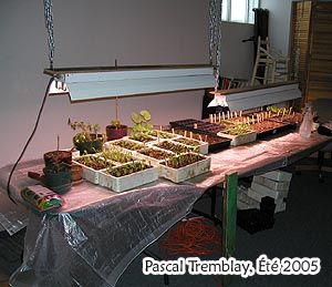 Seedling Table and Growing Lamps - Grow Seedlings Table Idea ...