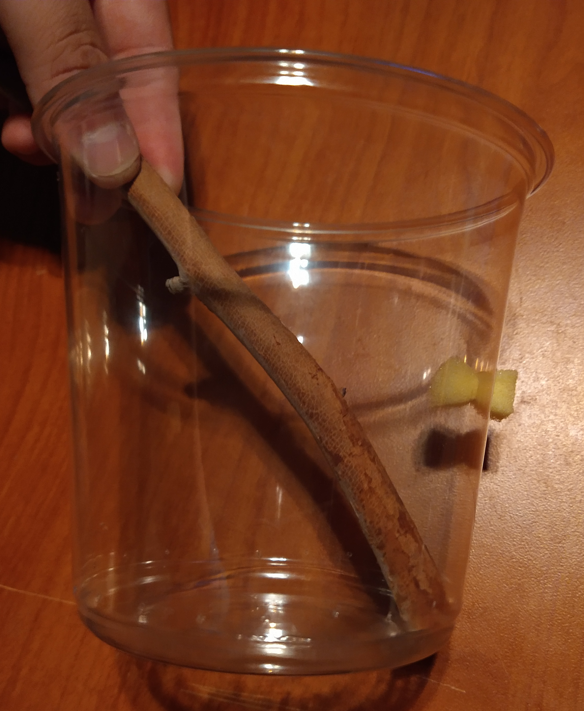 Perfect Praying Mantis Cups : 9 Steps (with Pictures) - Instructables