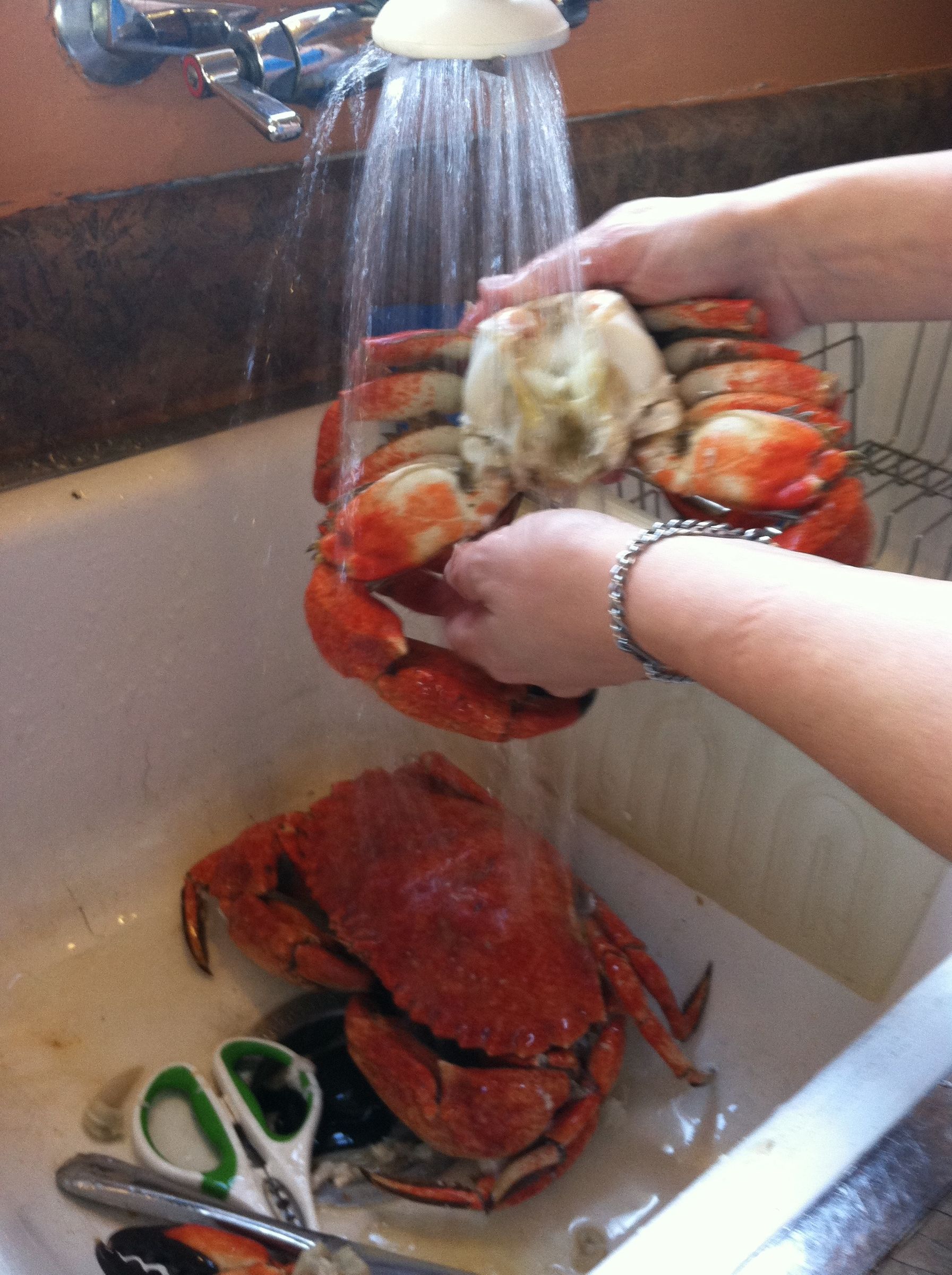 How to Cook and Clean a Crab : 7 Steps - Instructables
