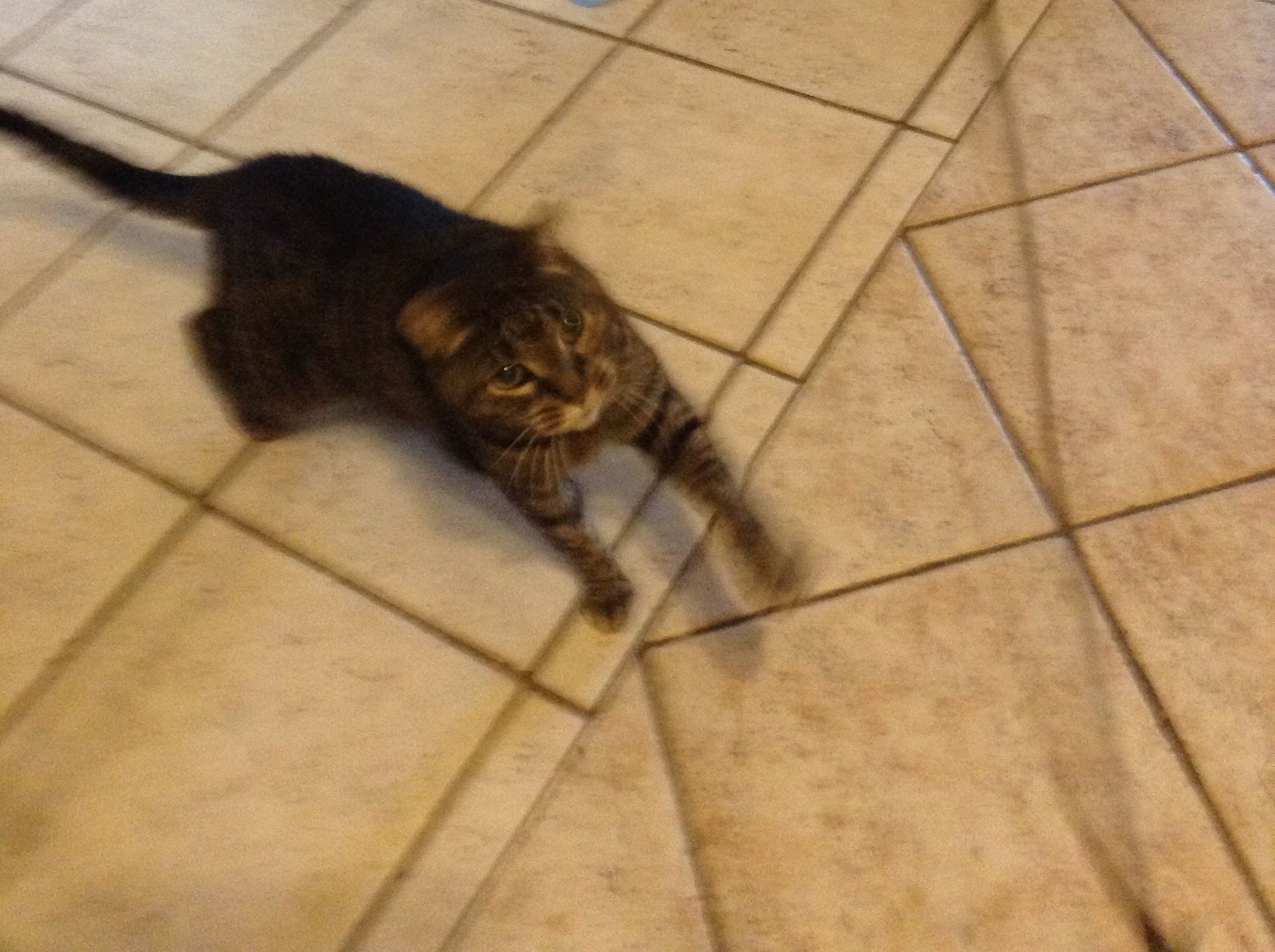 Purrfect Feather Cat Toys : 4 Steps (with Pictures) - Instructables