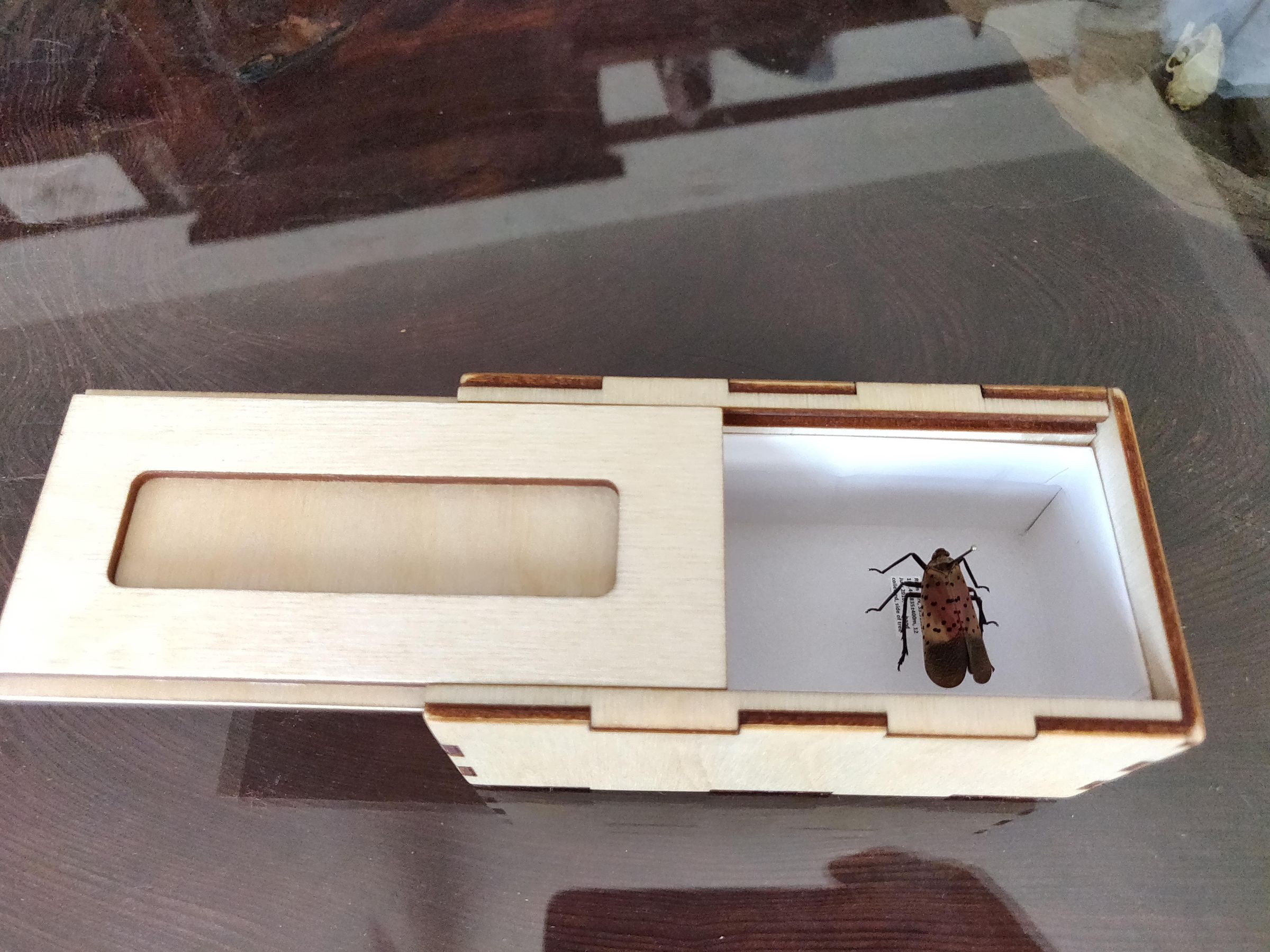 Entomology Shipping Boxes : 6 Steps (with Pictures) - Instructables