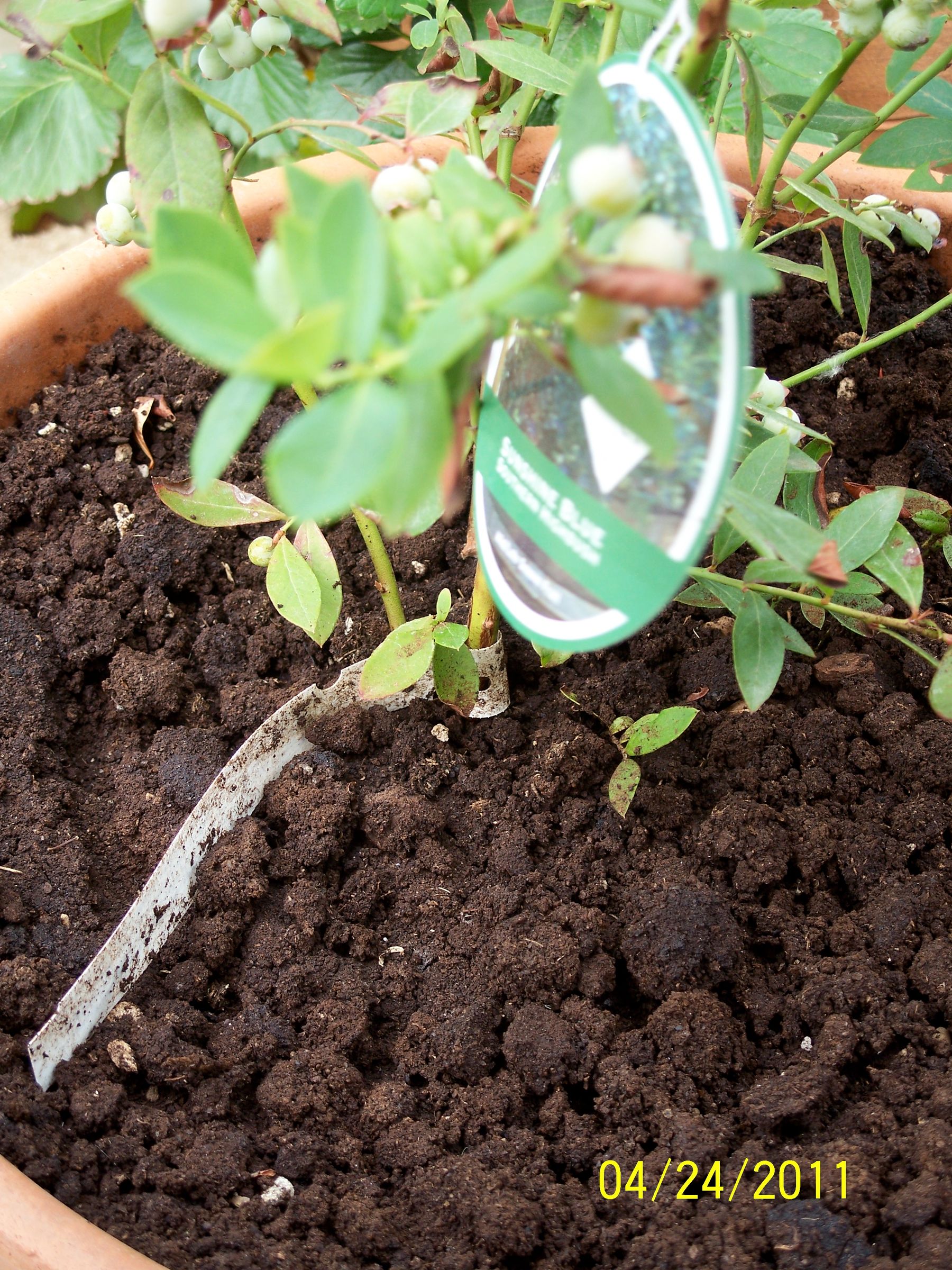 Coffee Grounds... a Gardeners Asset : 11 Steps - Instructables