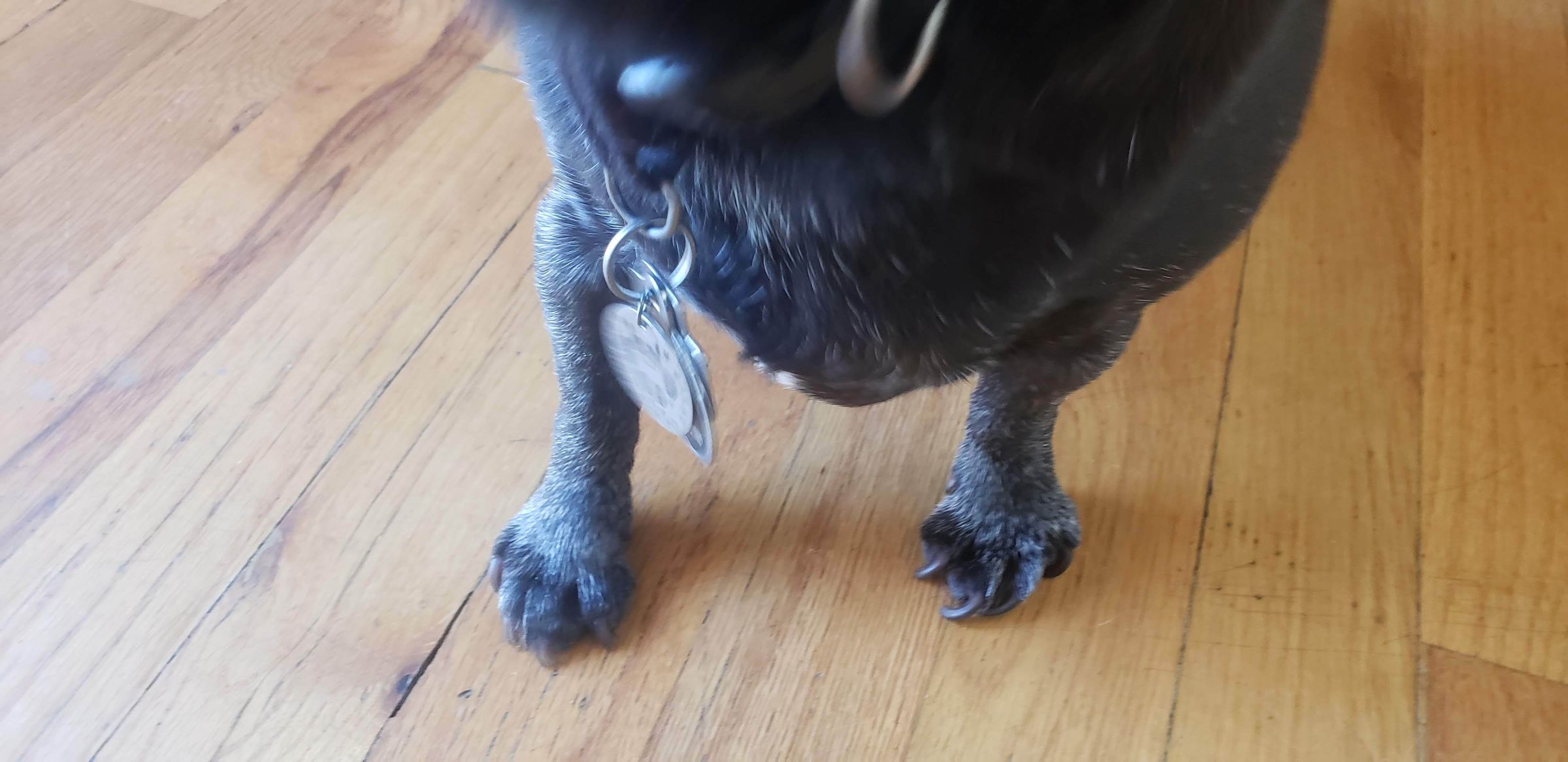 3D Printed Orthotic Shoes for a Tiny Dog : 9 Steps (with Pictures ...