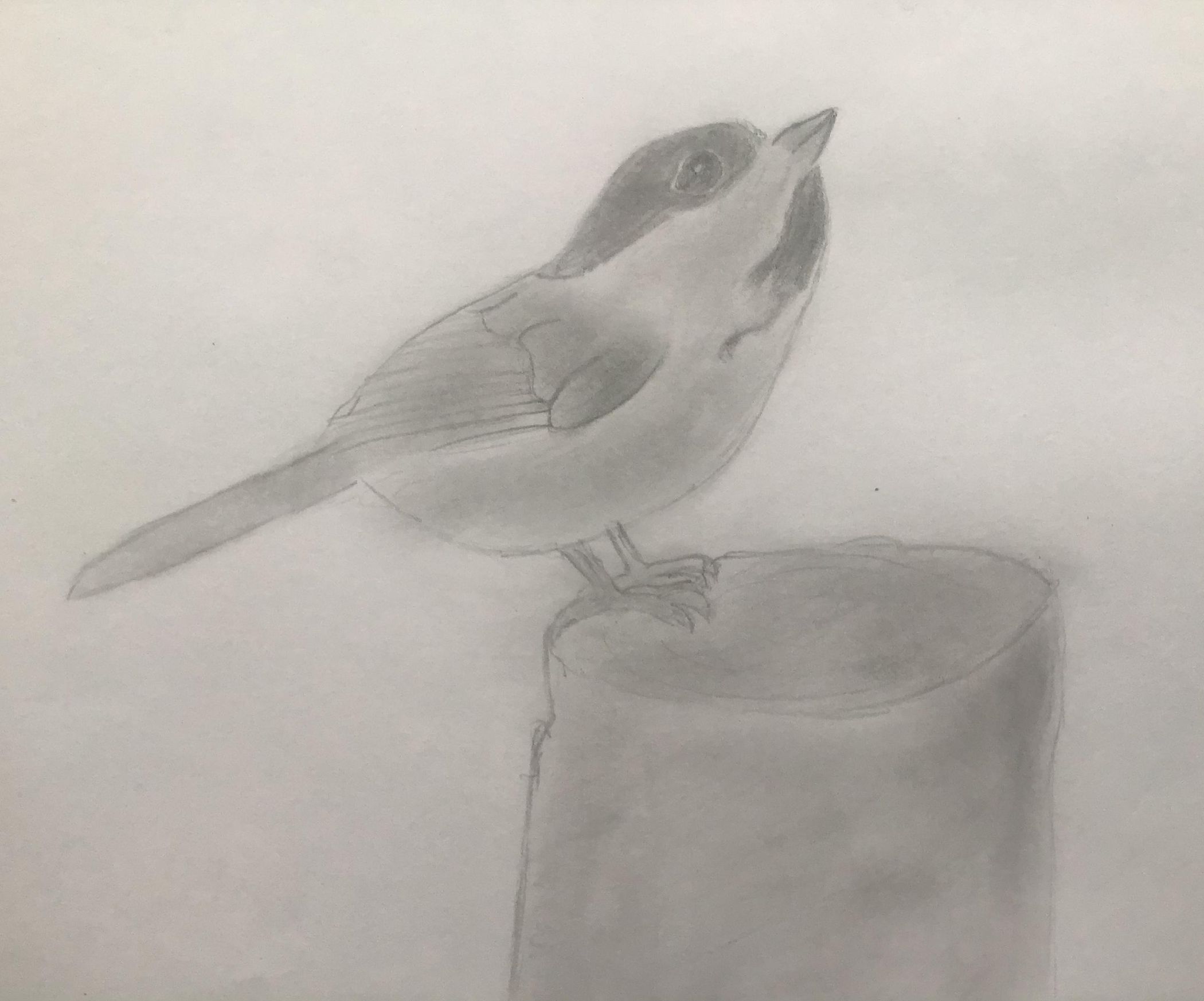 How to Draw a Chickadee : 7 Steps - Instructables