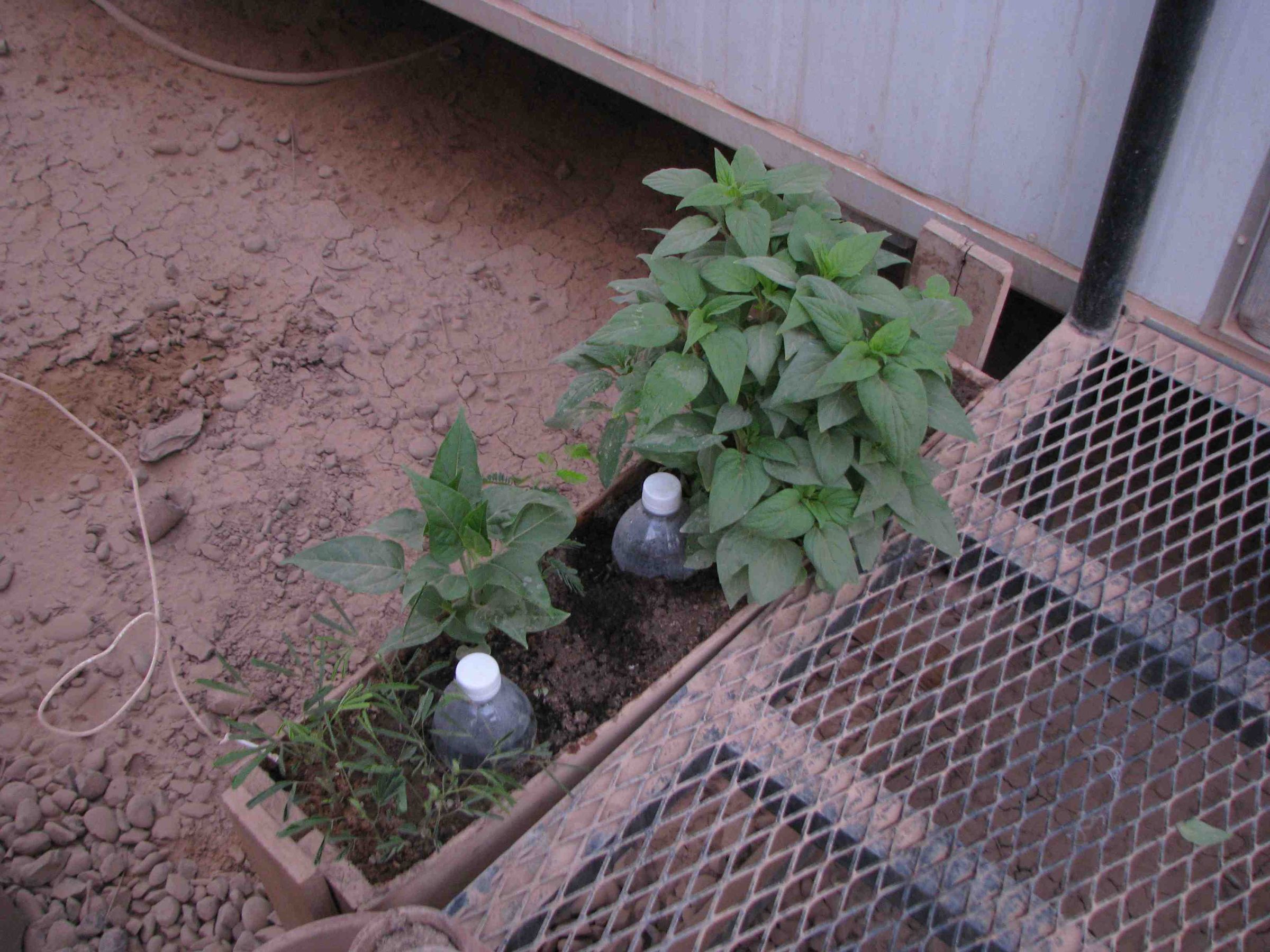 How to Grow Flowers on a Military Base in Iraq : 3 Steps (with Pictures ...