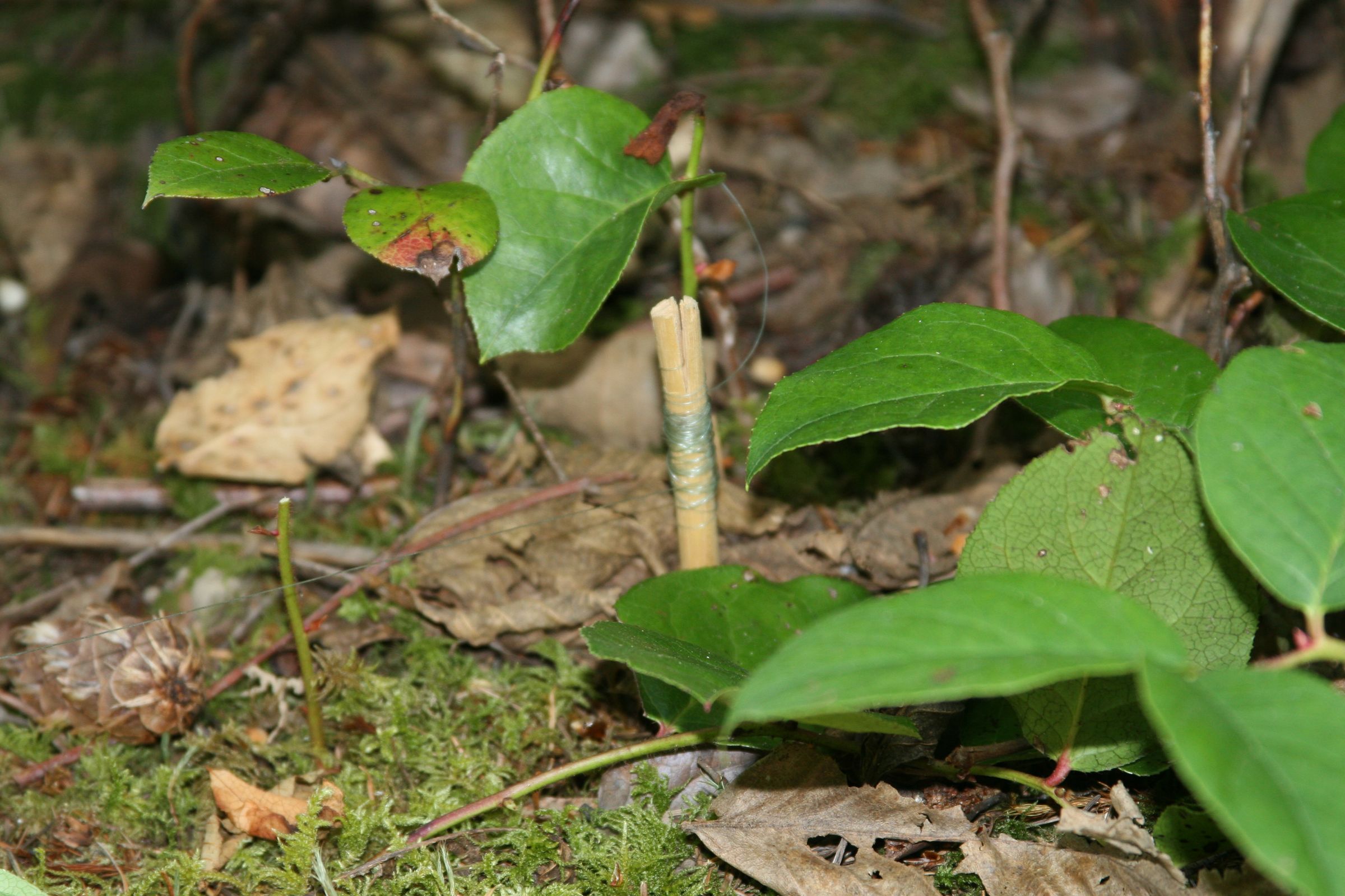 How to Build an Airsoft Trip Mine. : 7 Steps - Instructables