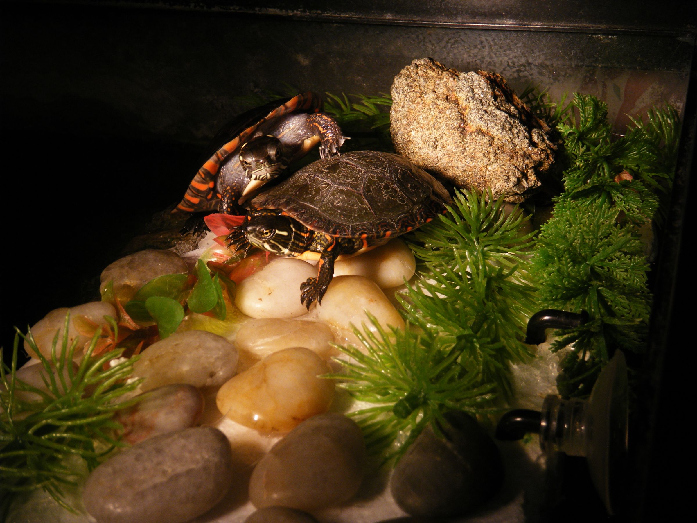 Homemade Improvised Turtle Dock - Instructables