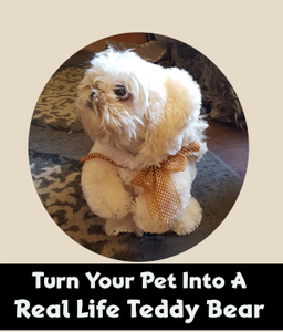Turn Your Pet Into a Real Life Teddy Bear : 7 Steps (with Pictures ...