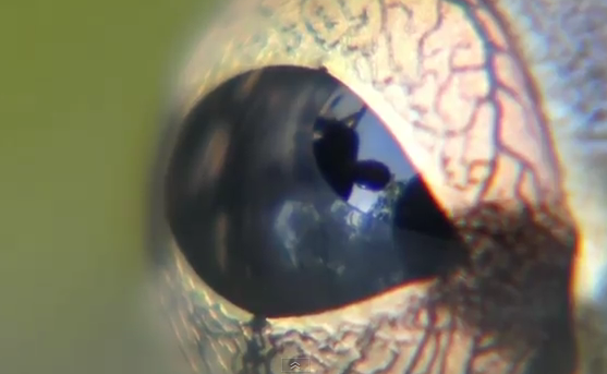 DIY MACRO LENS Hack - Instructables