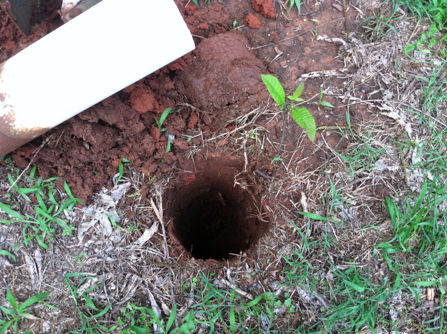 Keeping Pecan Seedling Trees Alive in Dry Conditions : 3 Steps (with ...