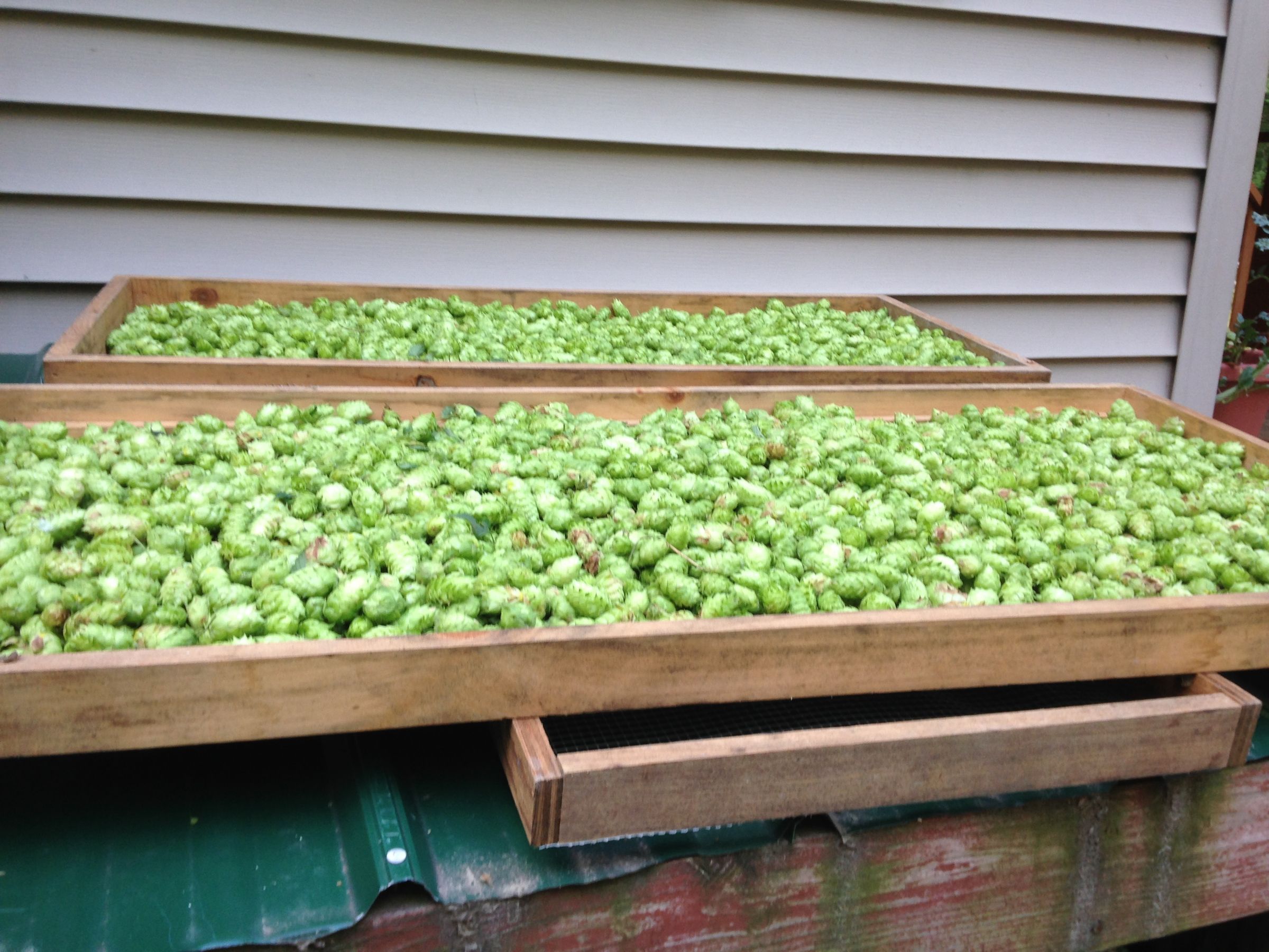 Growing Hops at Home : 9 Steps (with Pictures) - Instructables
