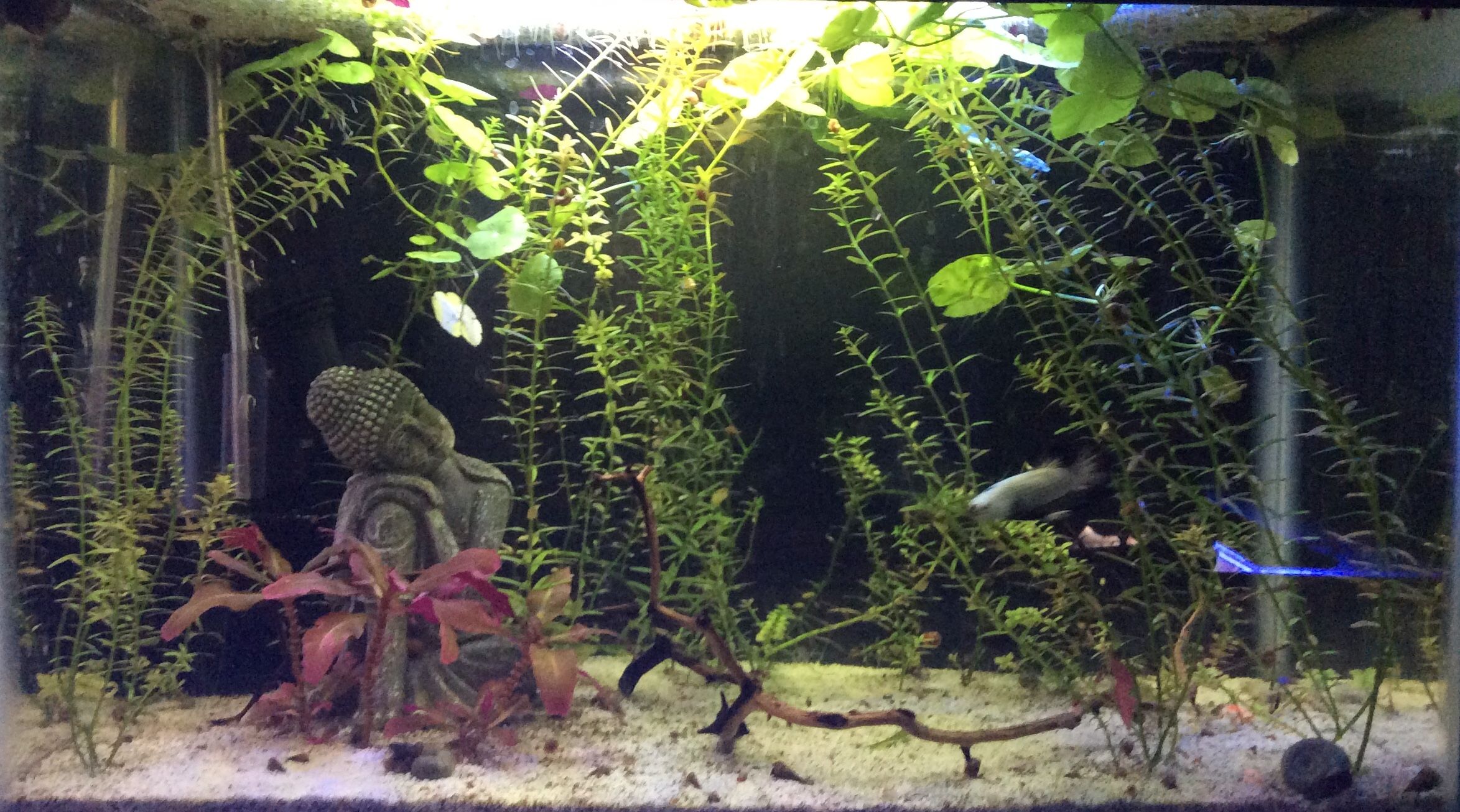 How to Set Up a Tropical Freshwater Aquarium : 10 Steps - Instructables