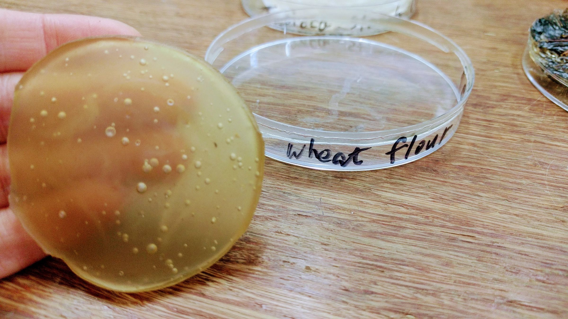 Make Your Own Bioplastics! : 4 Steps (with Pictures) - Instructables