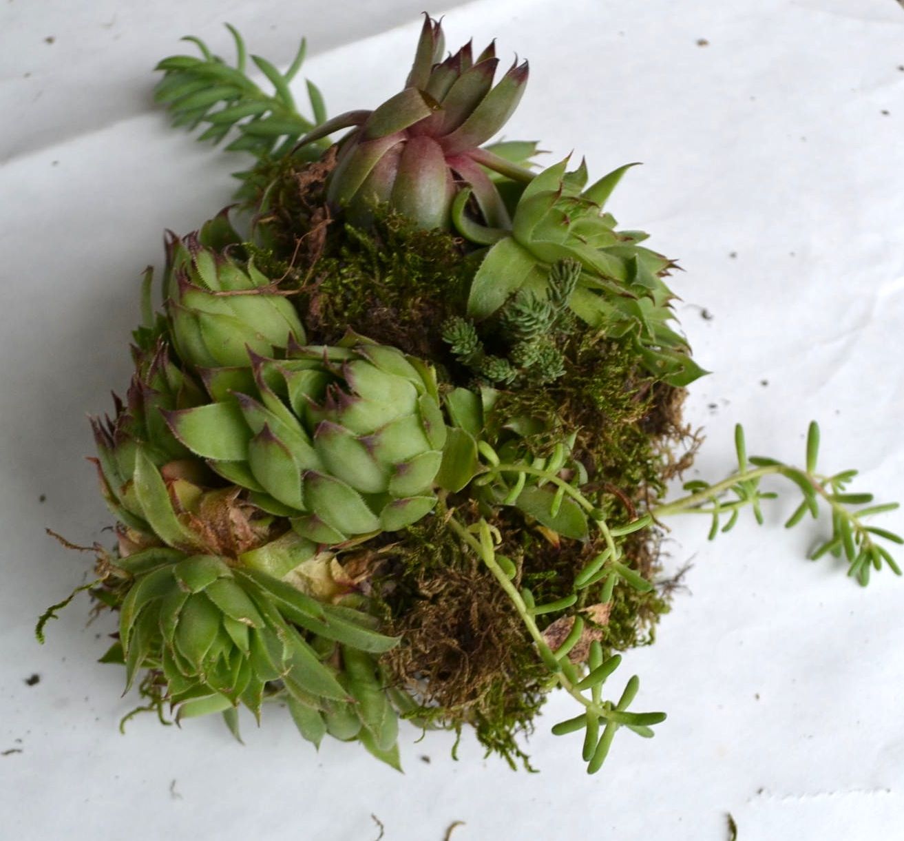 SUCCULENTS BALL : 8 Steps (with Pictures) - Instructables