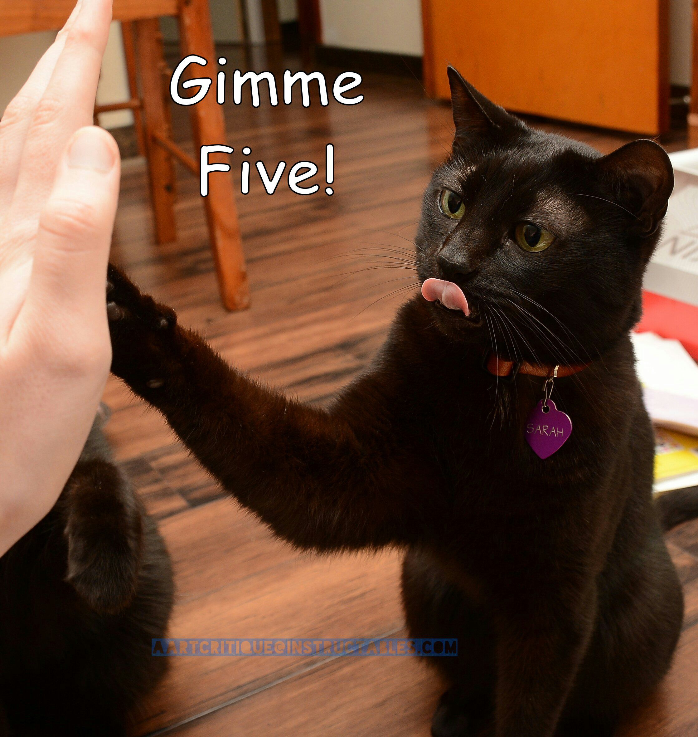 Proper Cat Ownership, Care, Training, Tips, and Tricks : 12 Steps (with ...