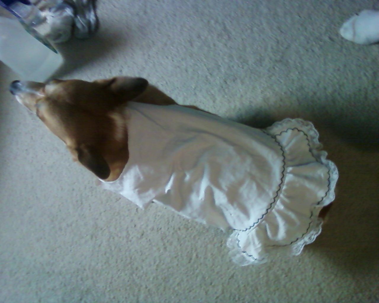 Party Dress for a Corgi : 8 Steps (with Pictures) - Instructables